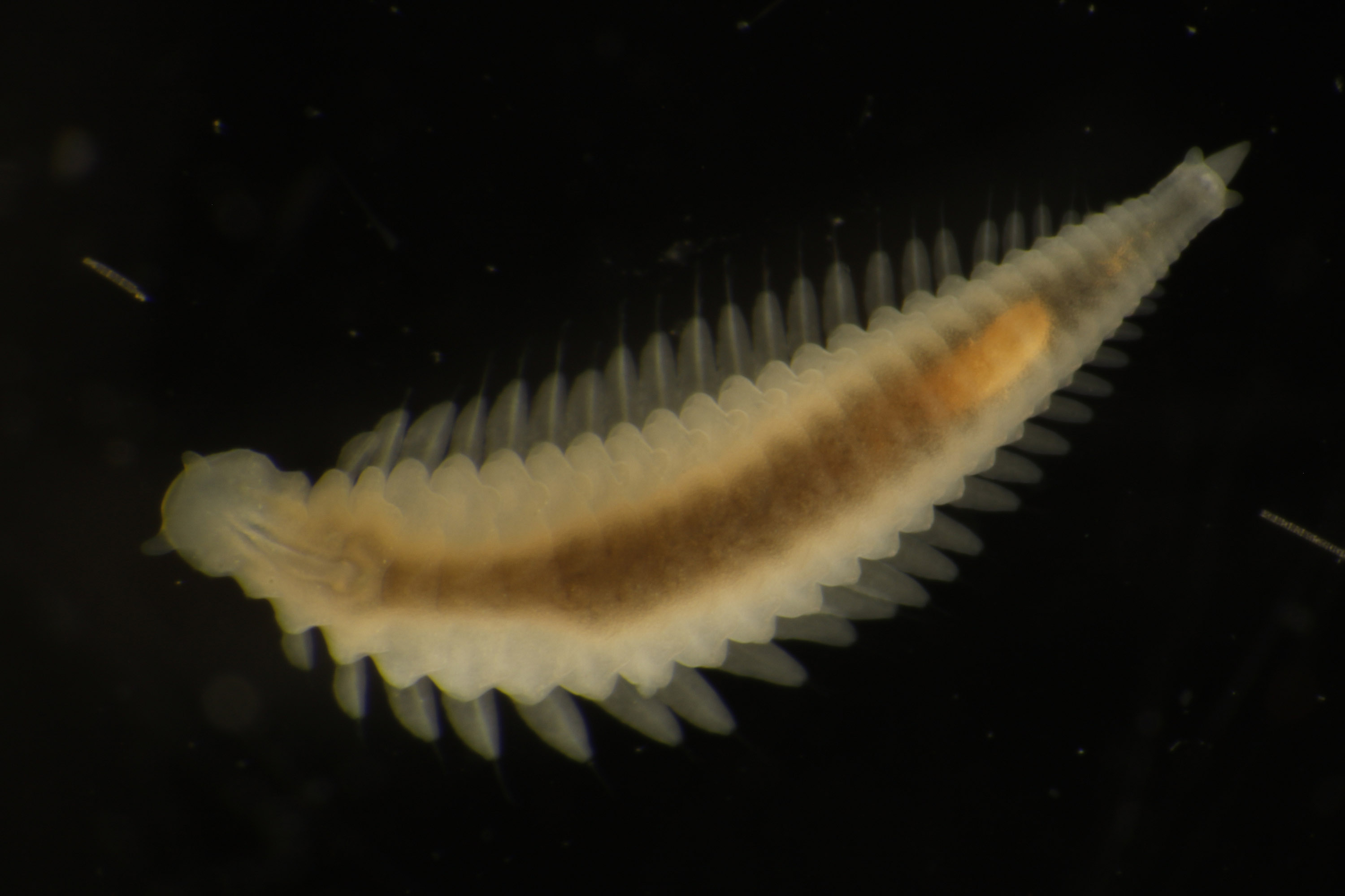 Costa Rican Deep Sea Connections - Schmidt Ocean Institute