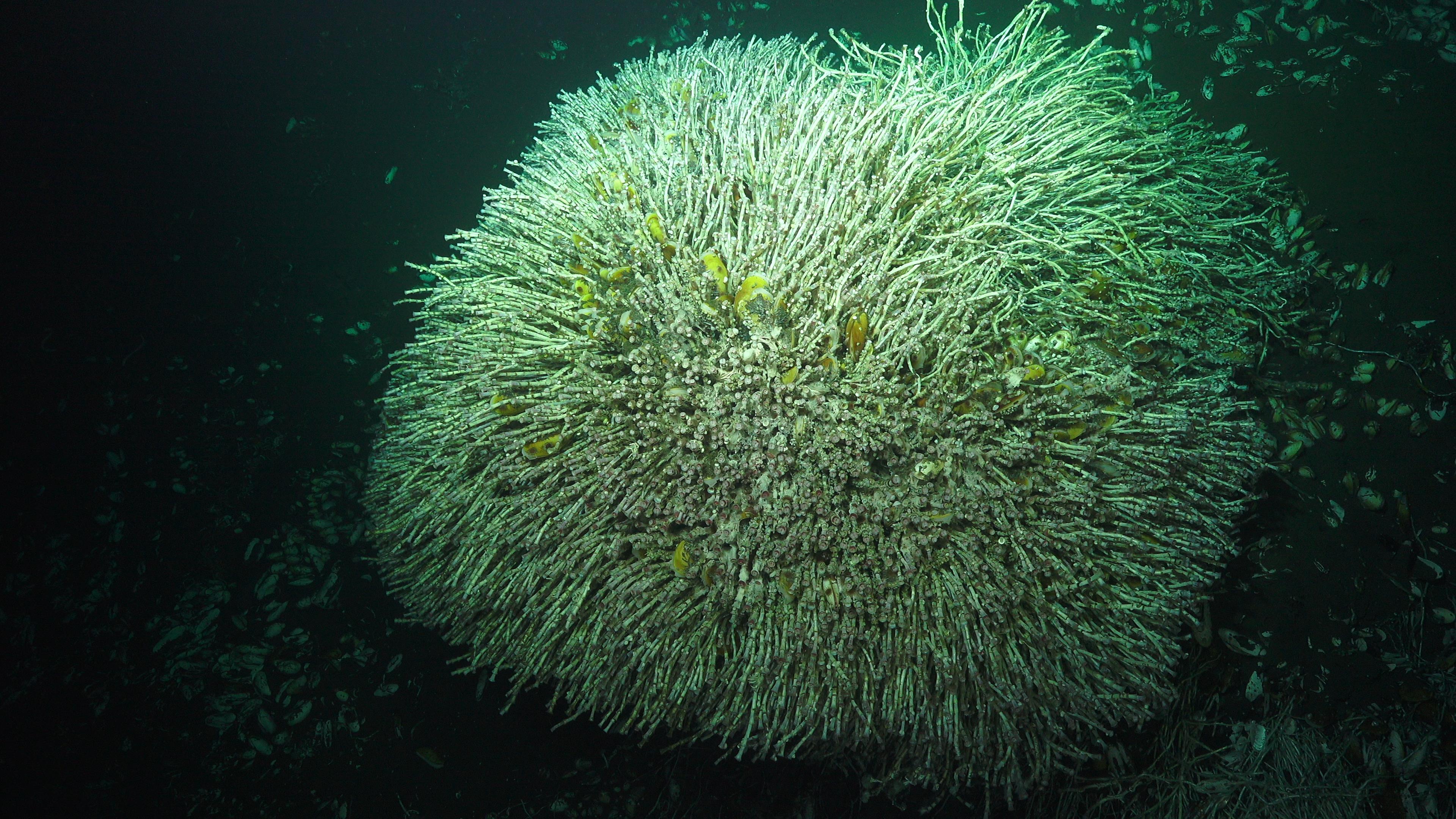 Familiar and Unknown - Schmidt Ocean Institute