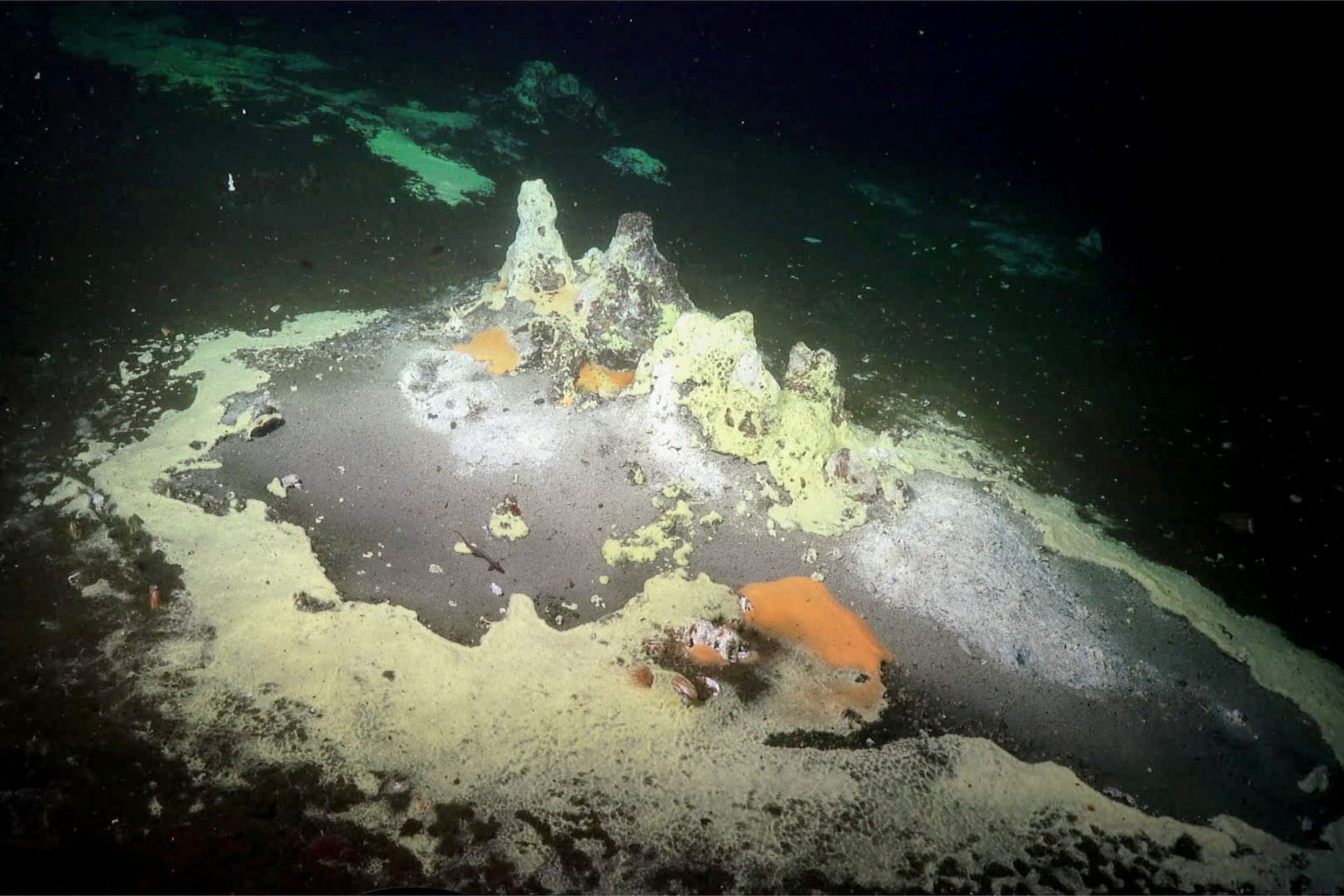 Hydrothermal Vents of the Western Galápagos - Schmidt Ocean Institute