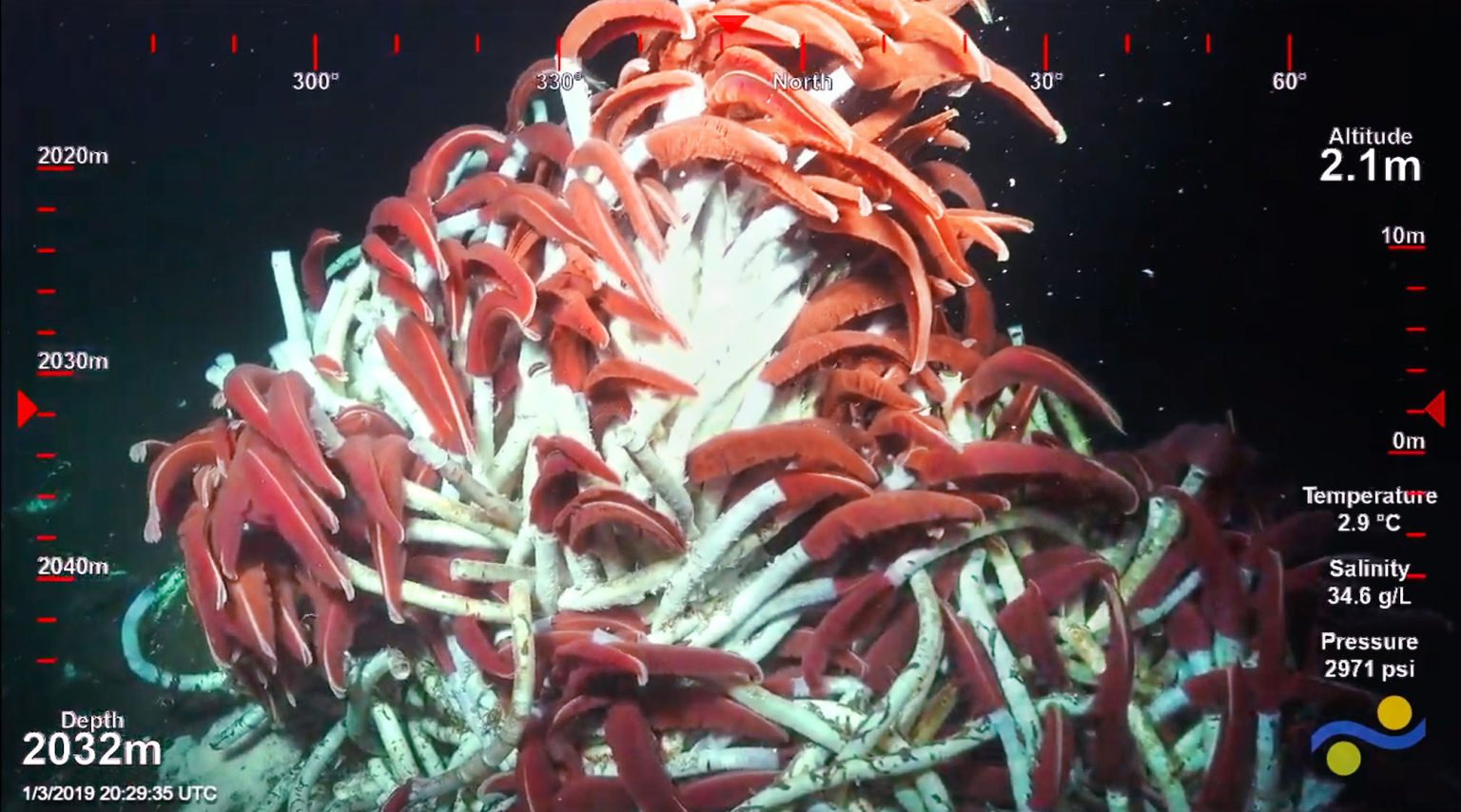 The Underworld of Hydrothermal Vents - Schmidt Ocean Institute