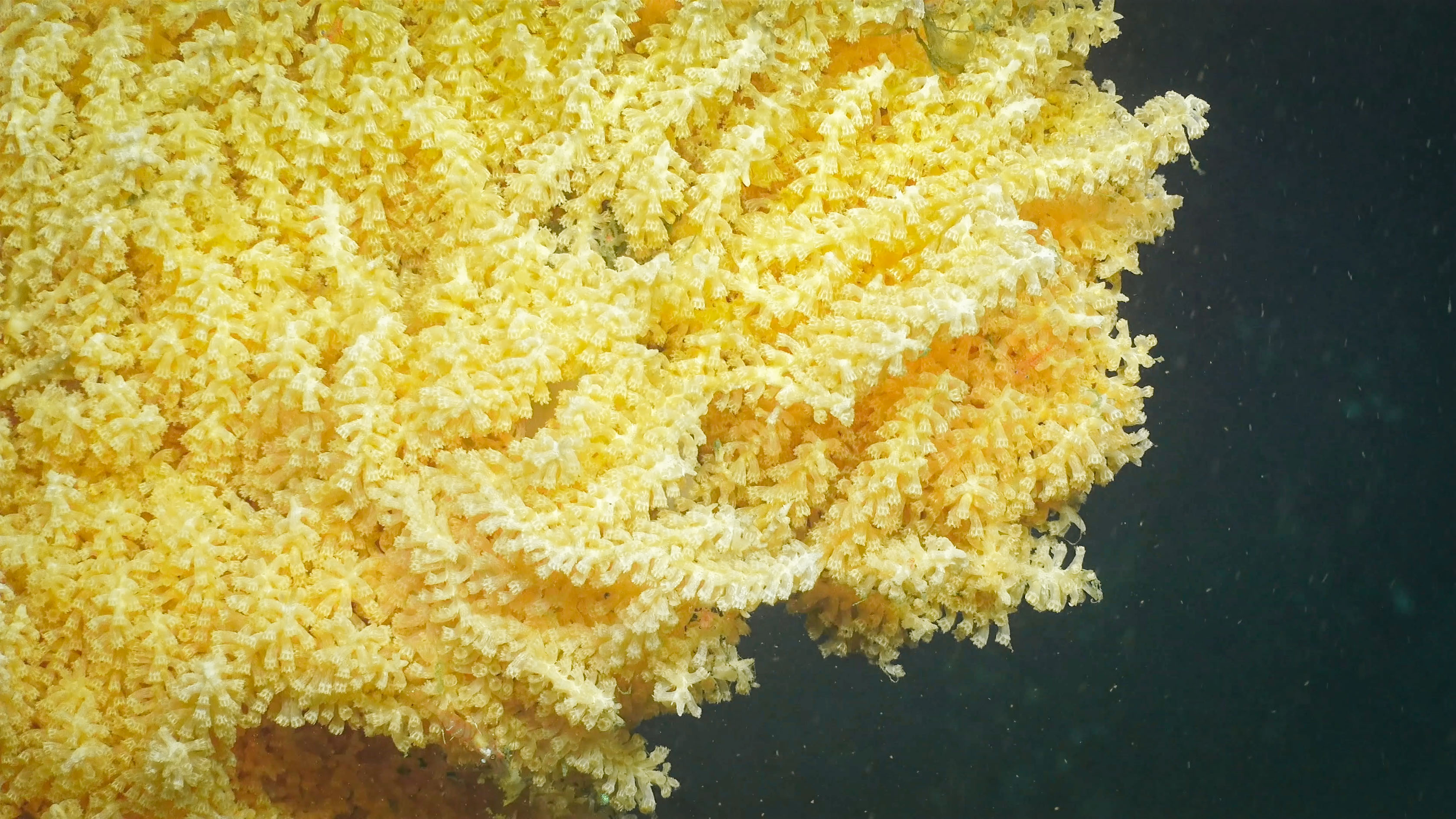 Observing Seafloor Methane Seeps at the Edge of Hydrate Stability ...