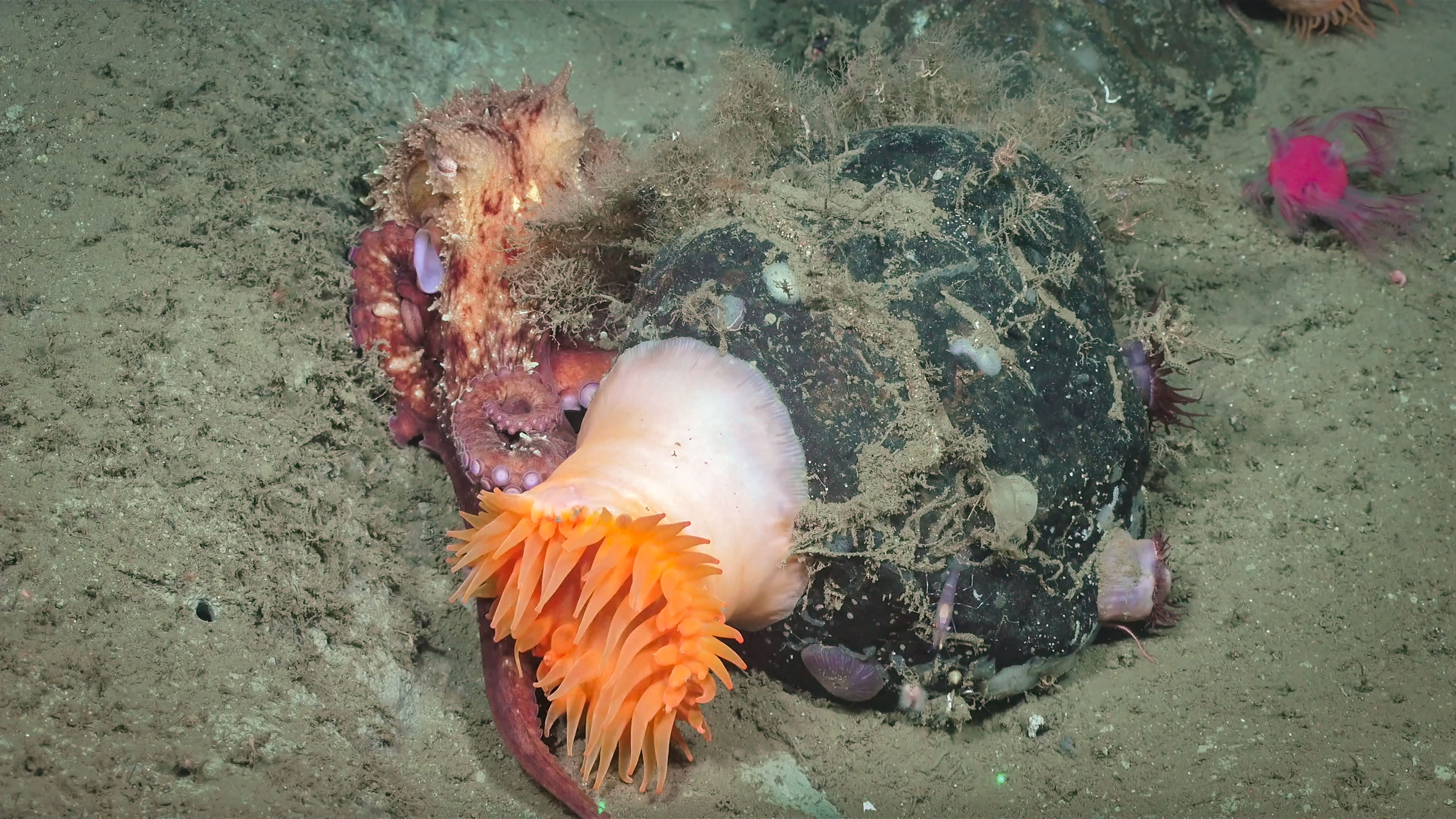 Observing Seafloor Methane Seeps at the Edge of Hydrate Stability ...