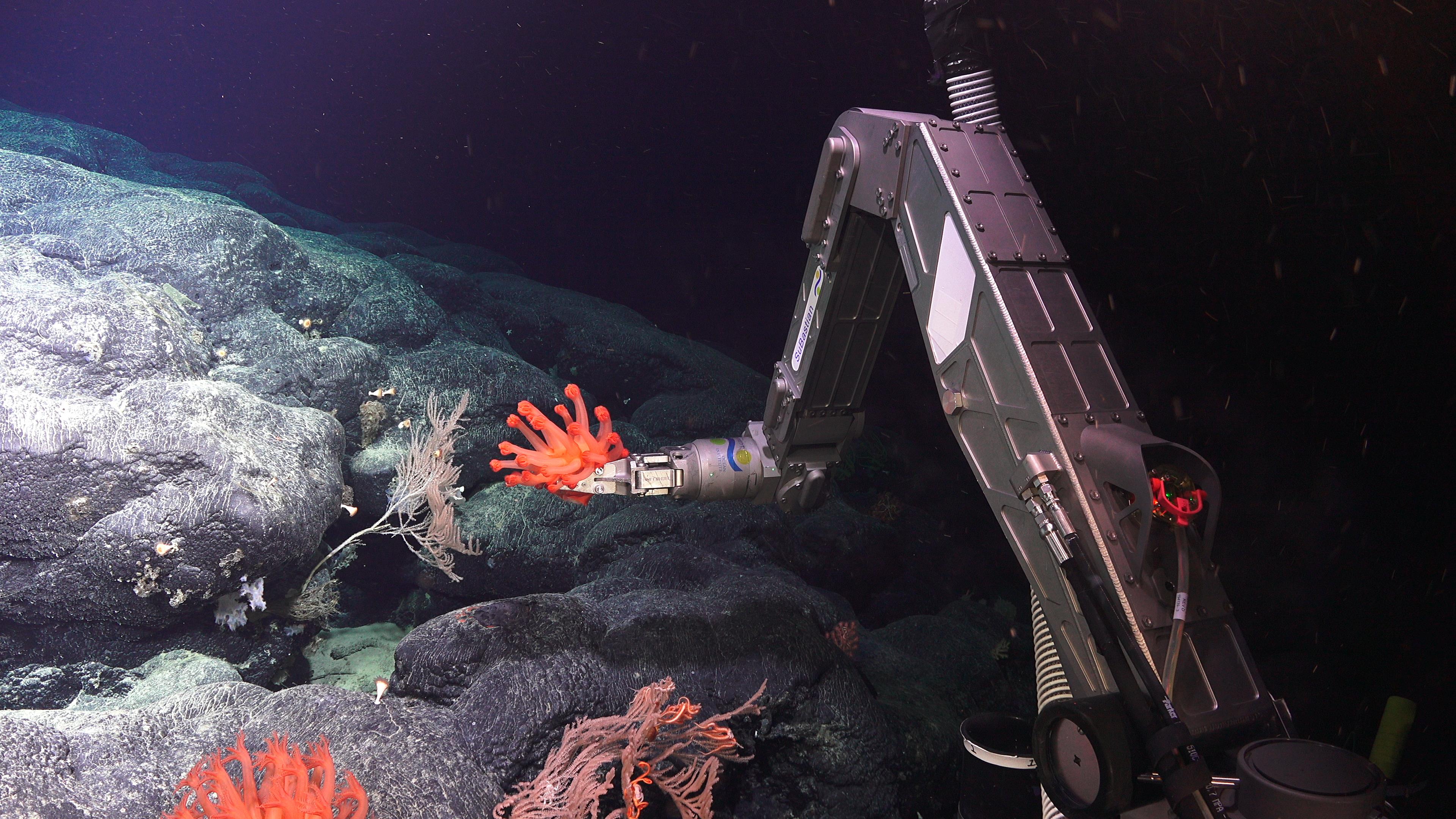Deep Coral Diversity at Emperor Seamount Chain 2019 - Schmidt Ocean ...