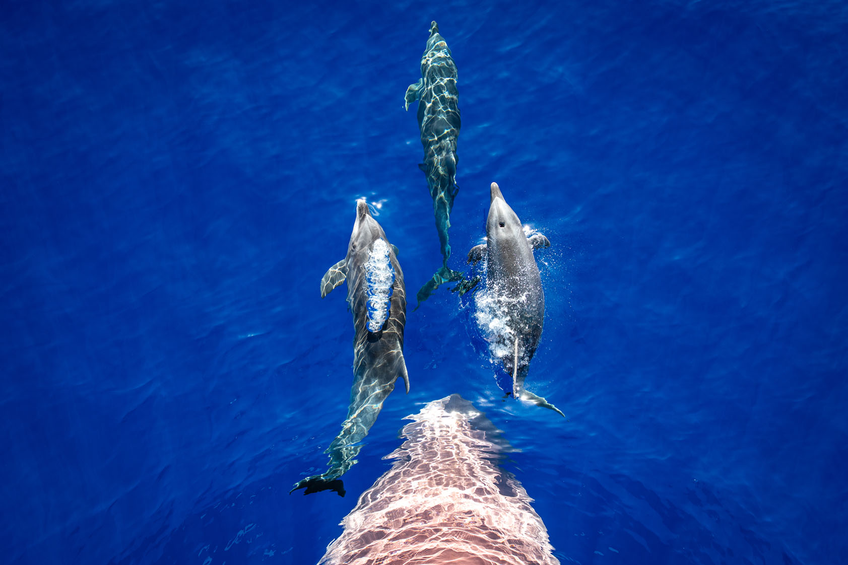 More Confident and Comfortable - Schmidt Ocean Institute