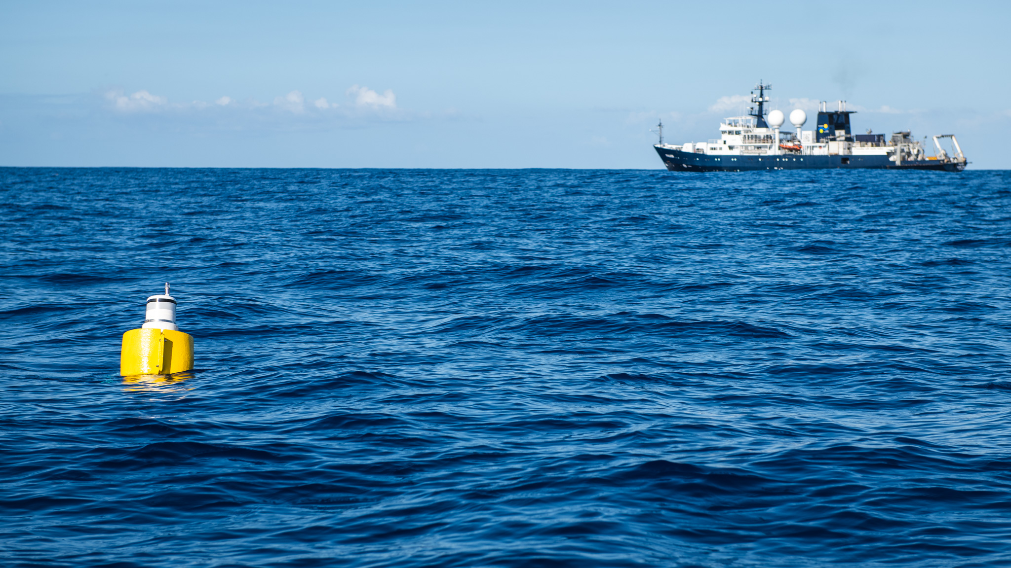 Understanding An Elusive Species - Schmidt Ocean Institute