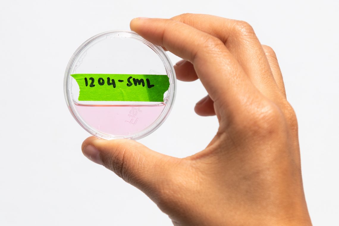 The Charismatic Microfauna of the Ocean - Schmidt Ocean Institute