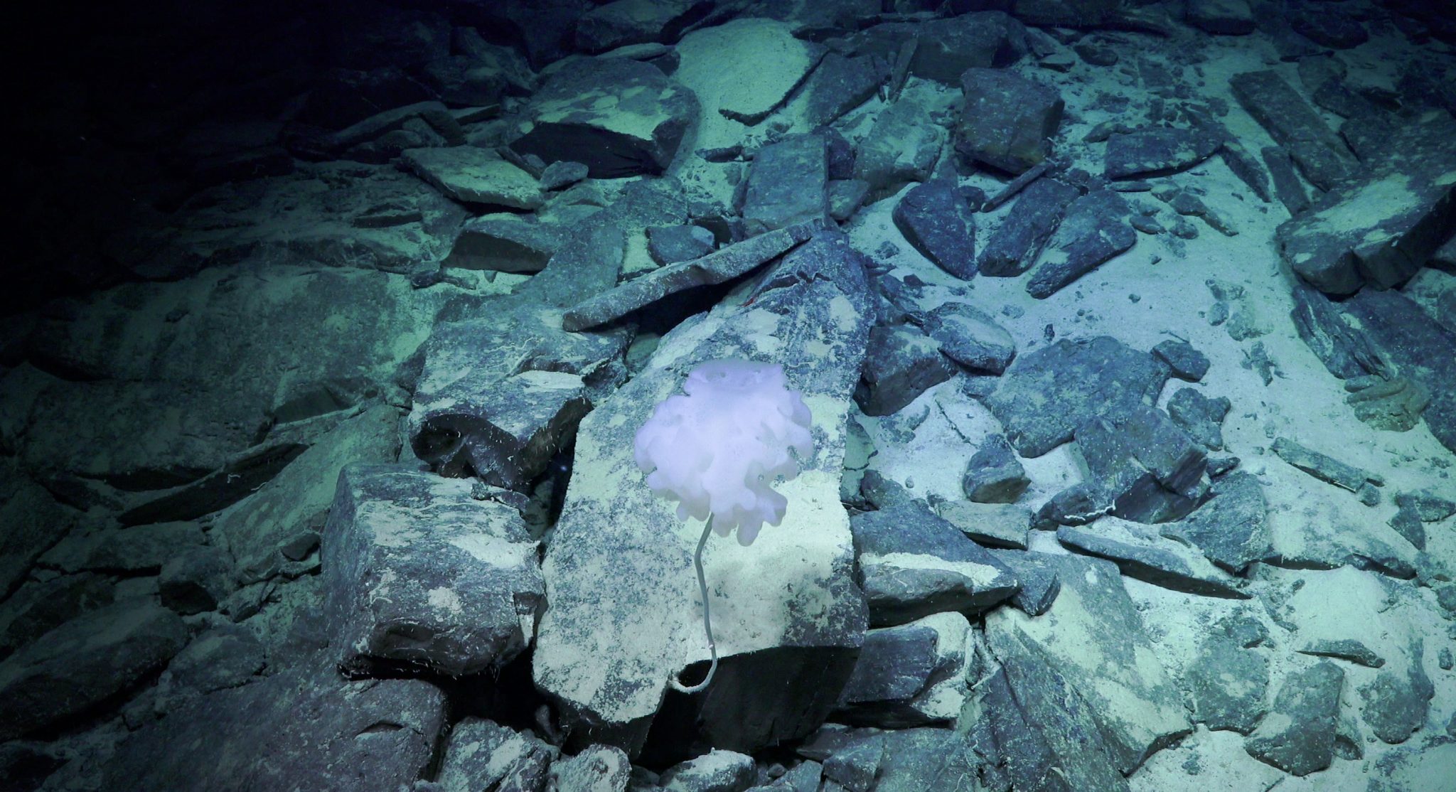 Geology at Sea - Schmidt Ocean Institute