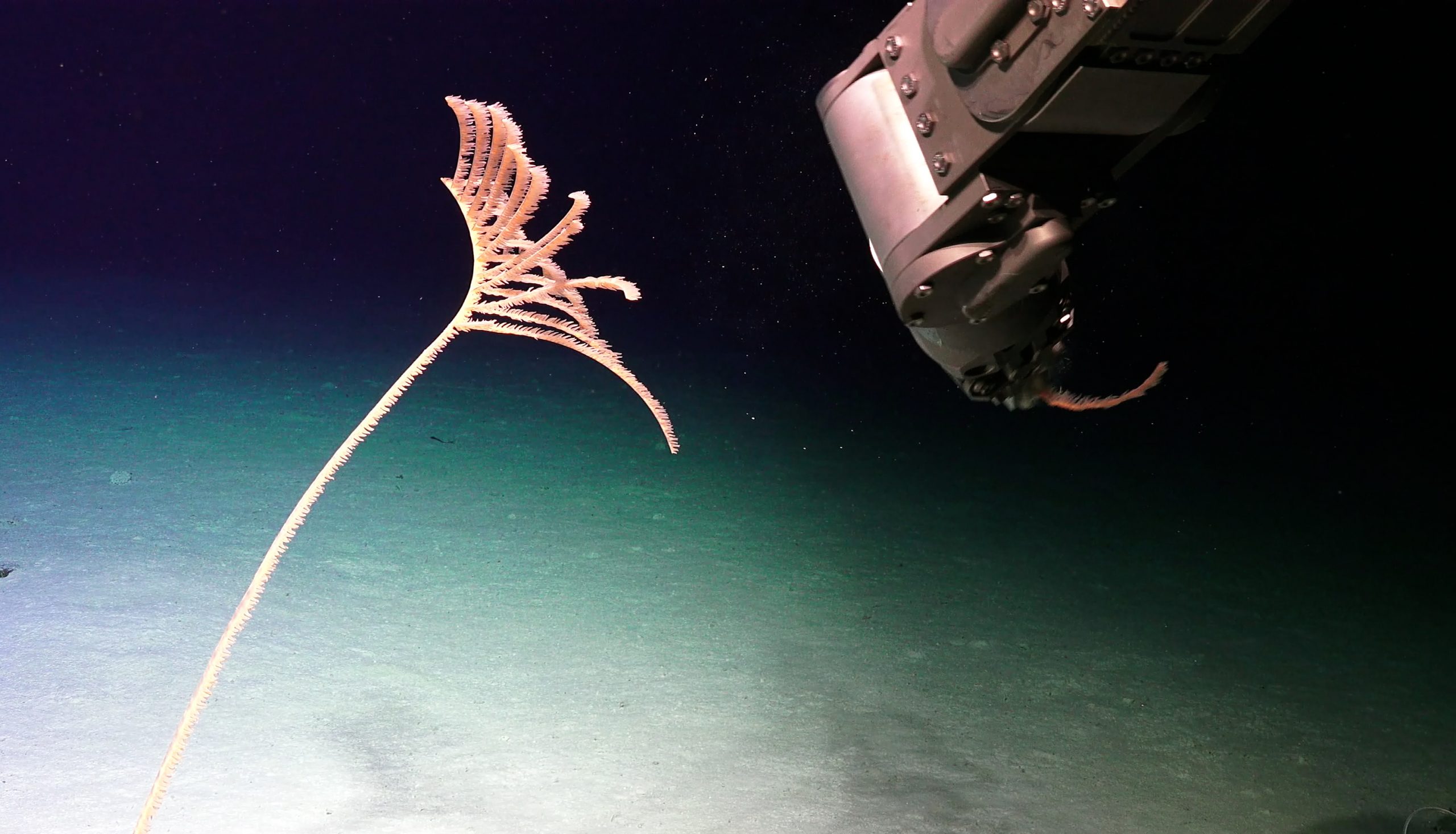 The Great Australian Deep-Sea Coral and Canyon Adventure - Schmidt ...