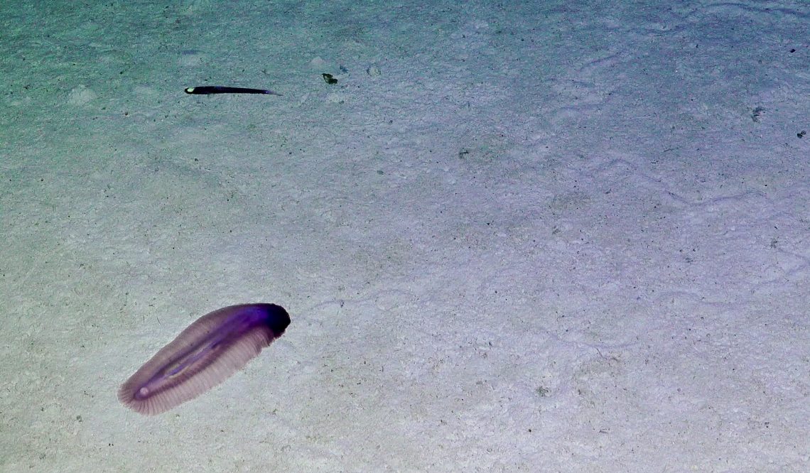 Geology at Sea - Schmidt Ocean Institute