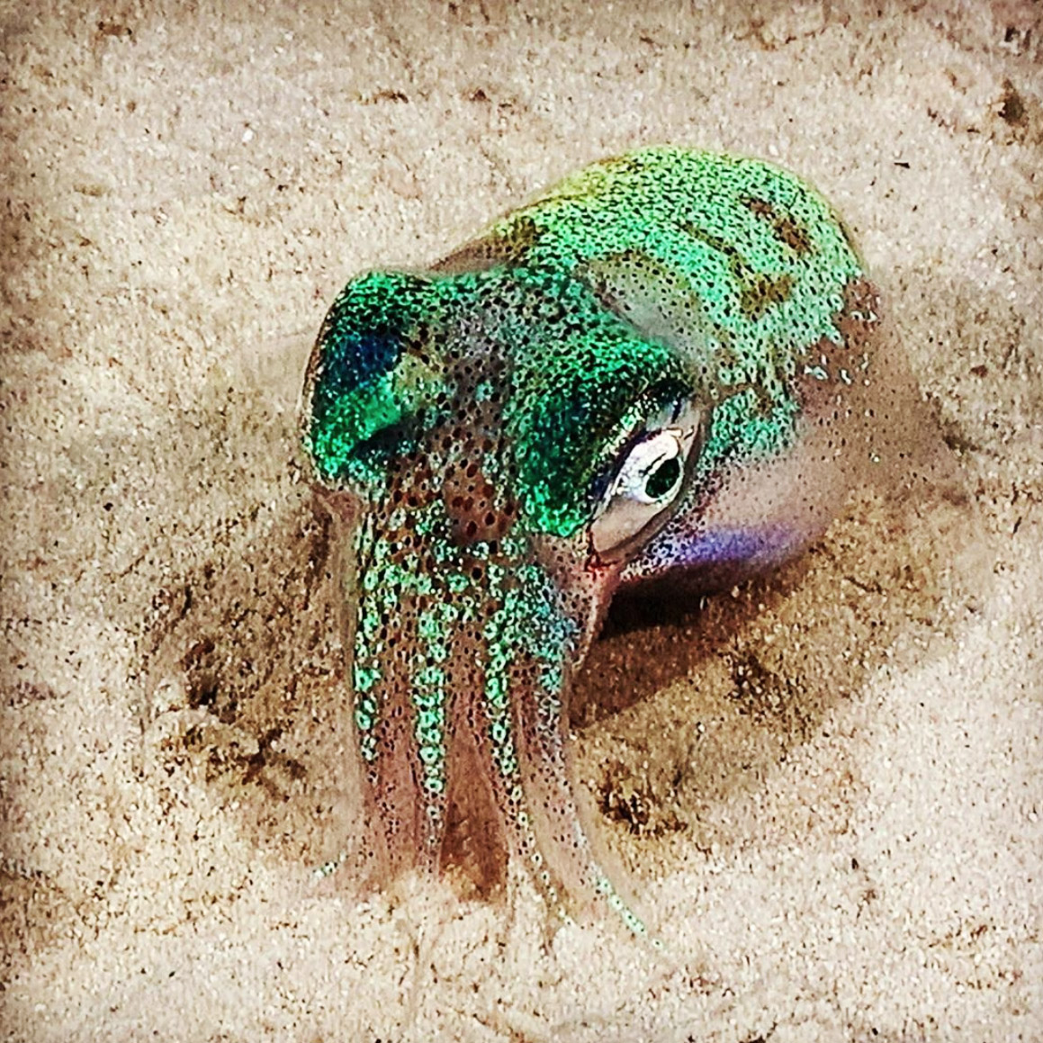 The Great Australian Deep-Sea Coral and Canyon Adventure - Schmidt ...