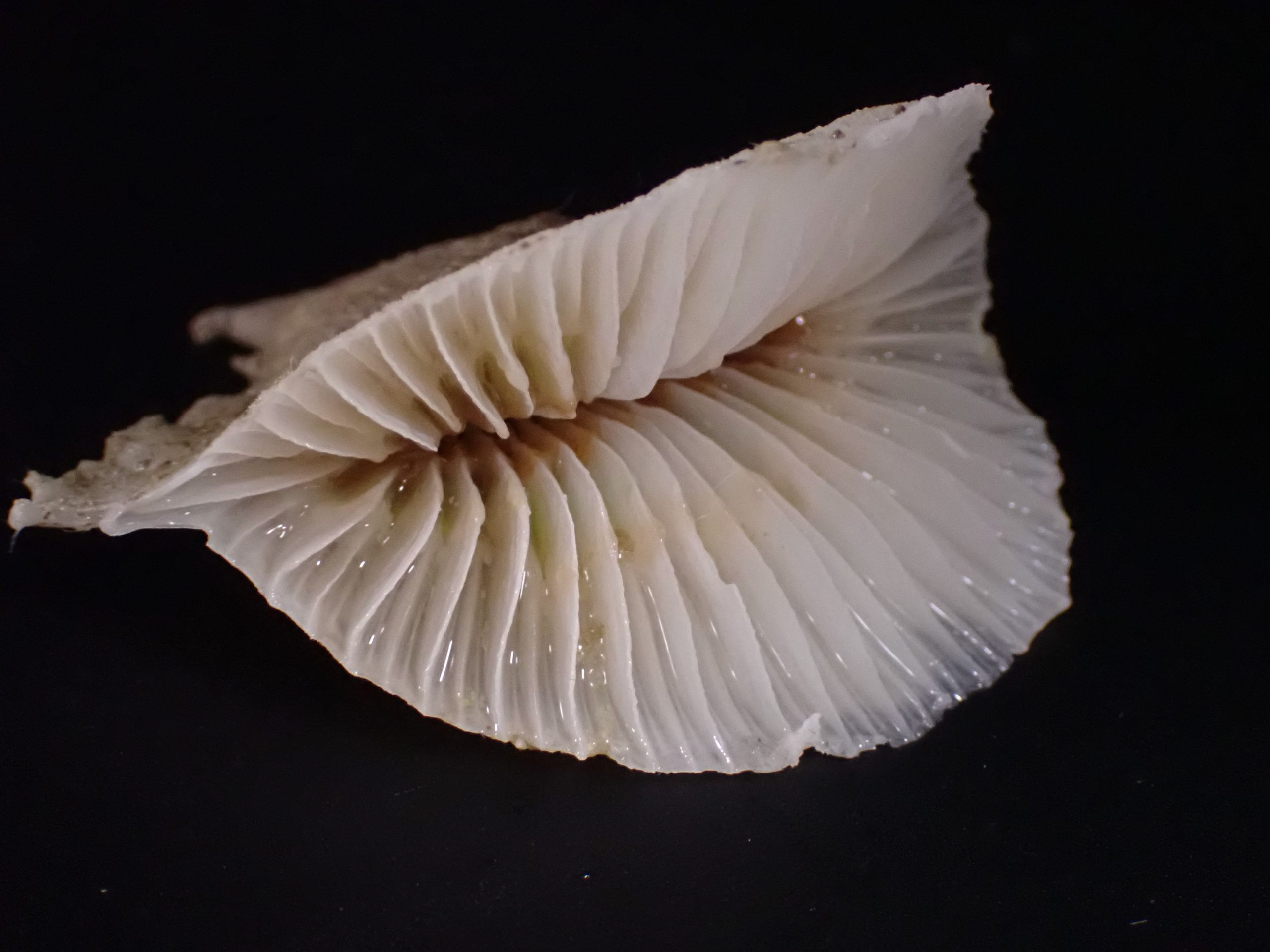 The Great Australian Deep-Sea Coral and Canyon Adventure - Schmidt ...