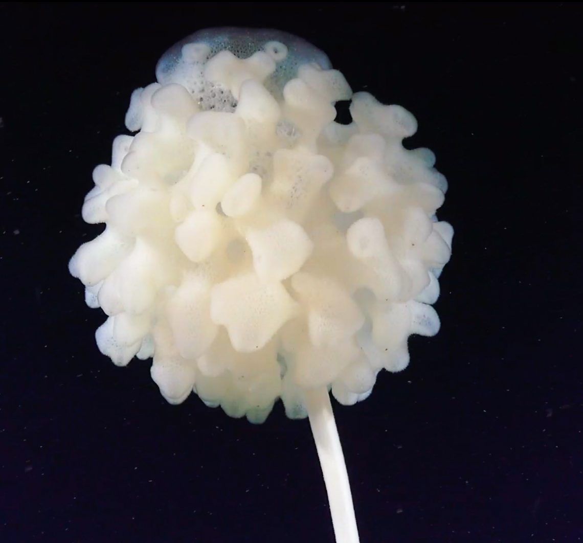 New Species Discovered During Exploration of Abyssal Deep-Sea Canyons ...