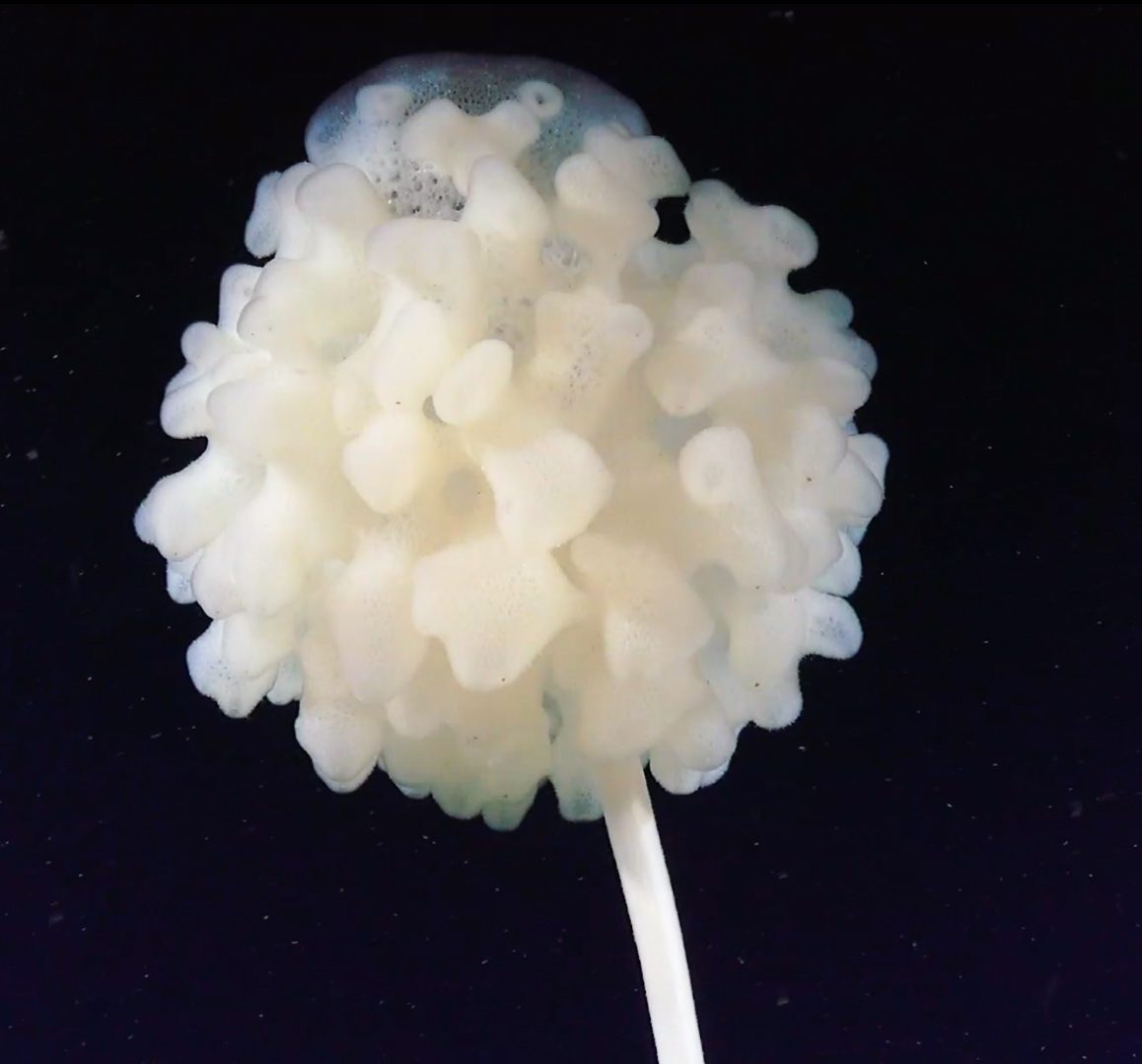 New Species Discovered During Exploration of Abyssal Deep-Sea Canyons ...