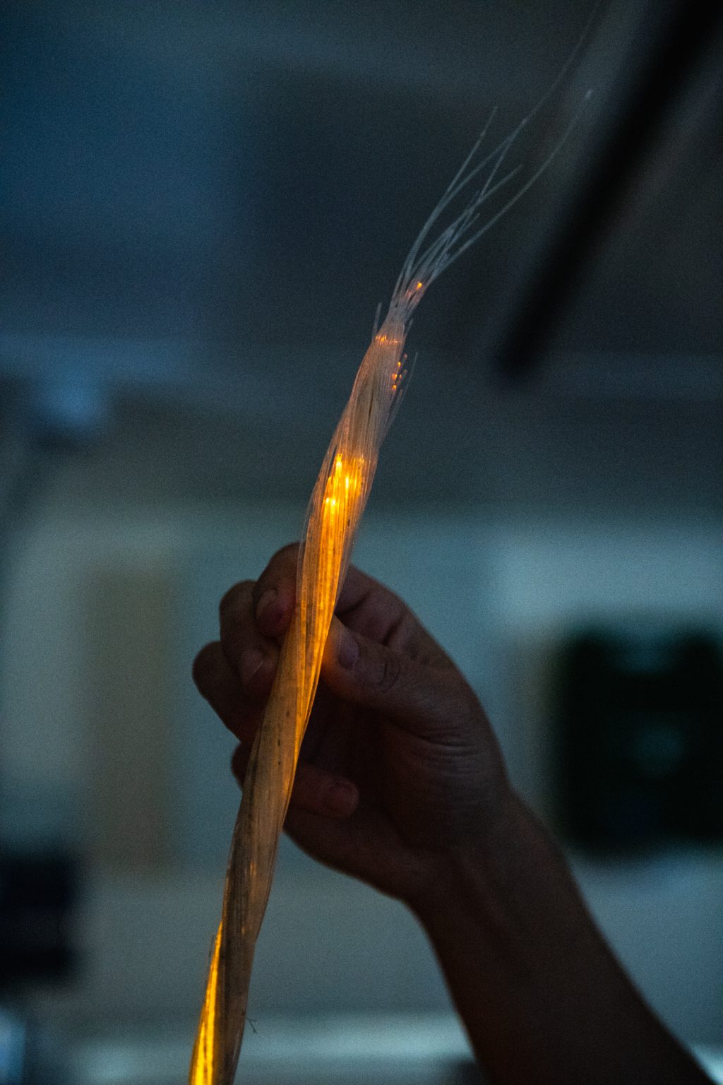 Glass Sponges, the Living Ornaments of the Deep Sea - Schmidt Ocean ...