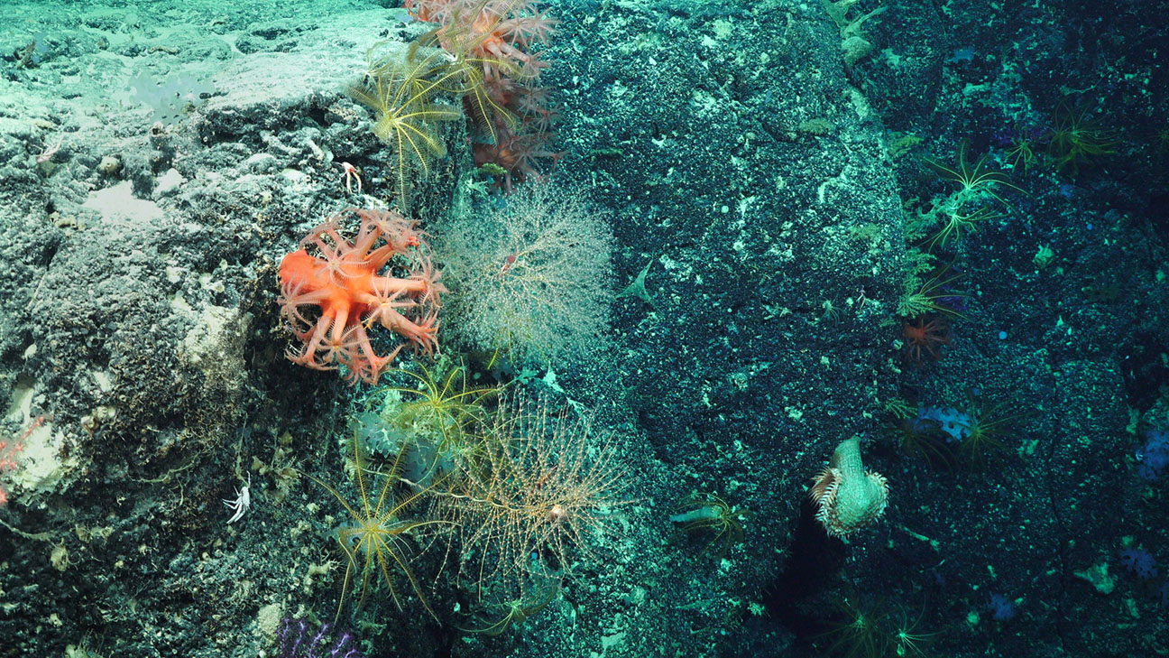 Visioning The Coral Sea - Schmidt Ocean Institute