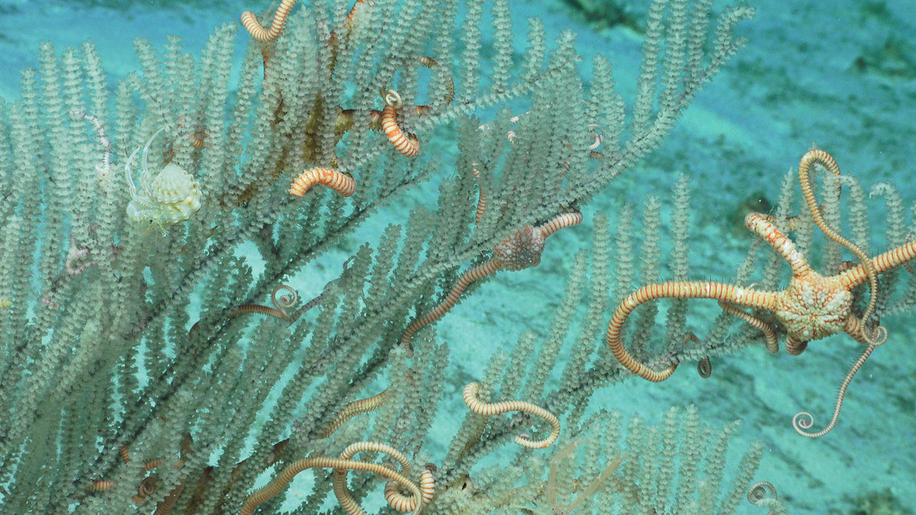 Visioning The Coral Sea - Schmidt Ocean Institute