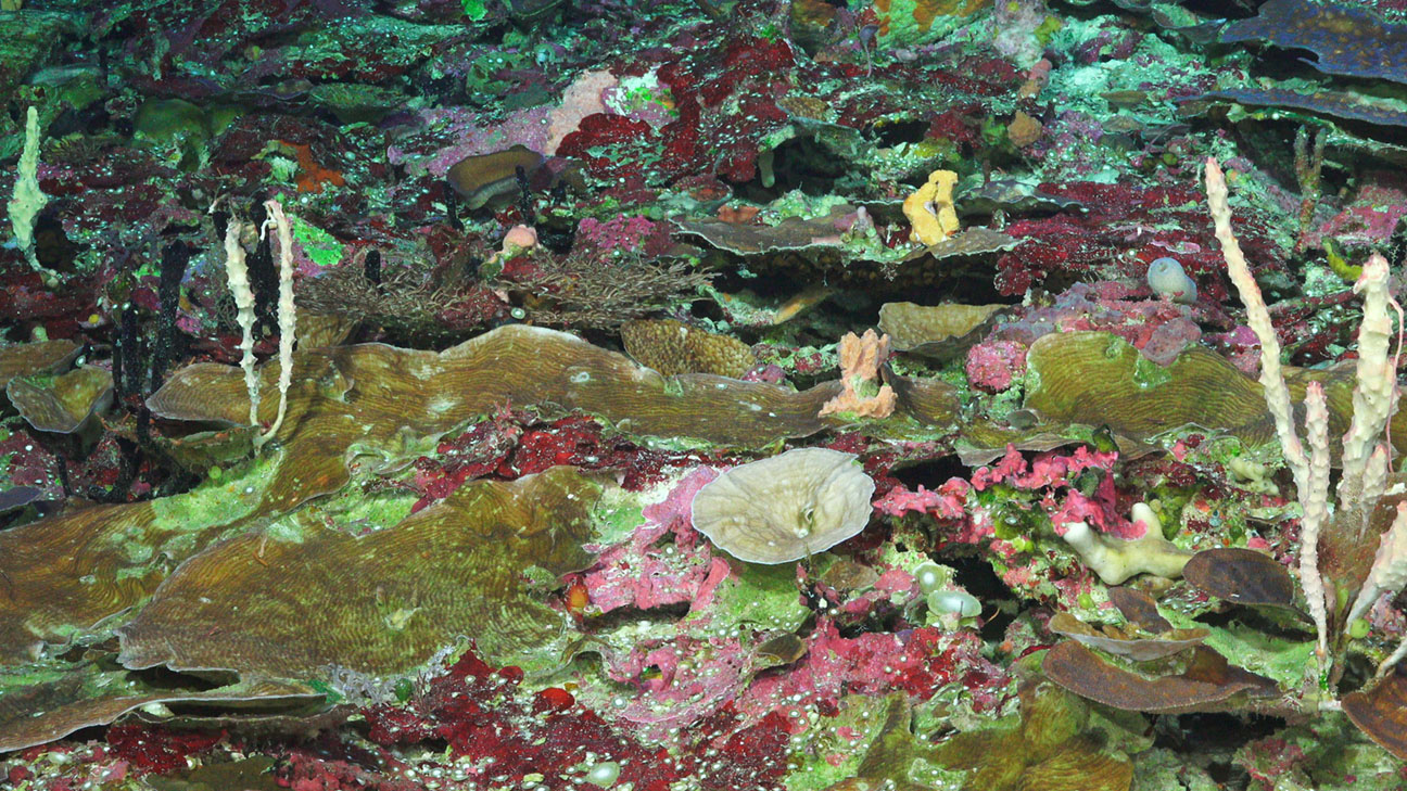 Visioning The Coral Sea - Schmidt Ocean Institute