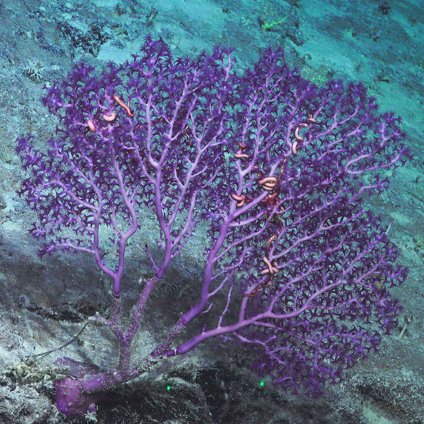 Visioning The Coral Sea - Schmidt Ocean Institute