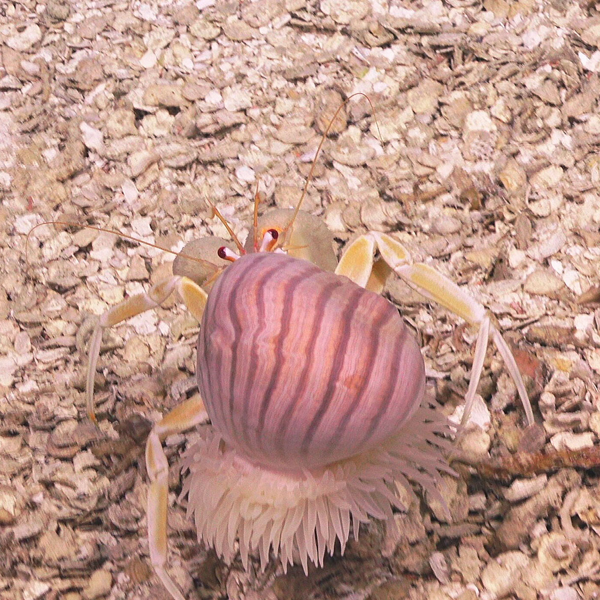 Visioning The Coral Sea - Schmidt Ocean Institute