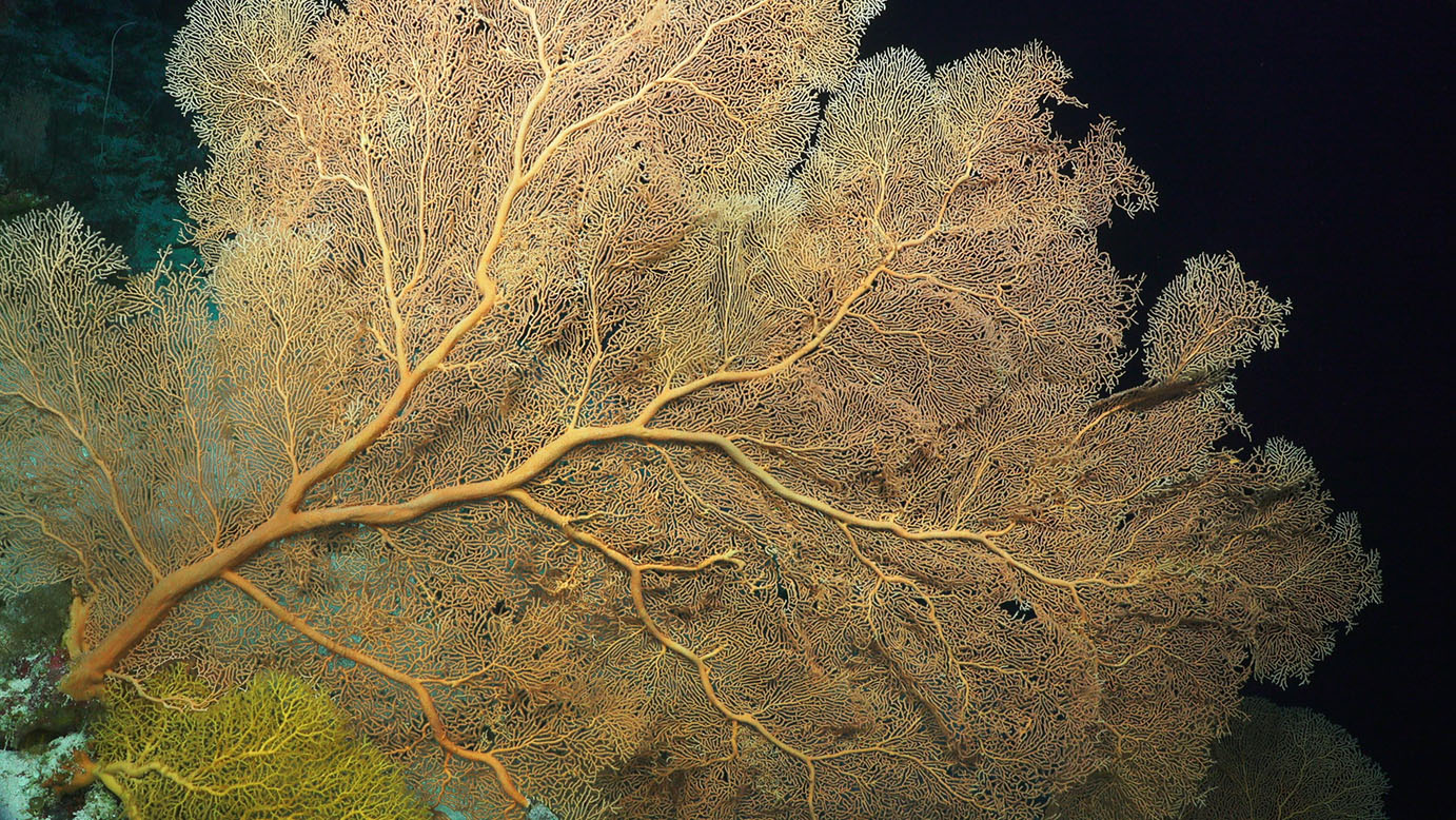 Visioning The Coral Sea - Schmidt Ocean Institute