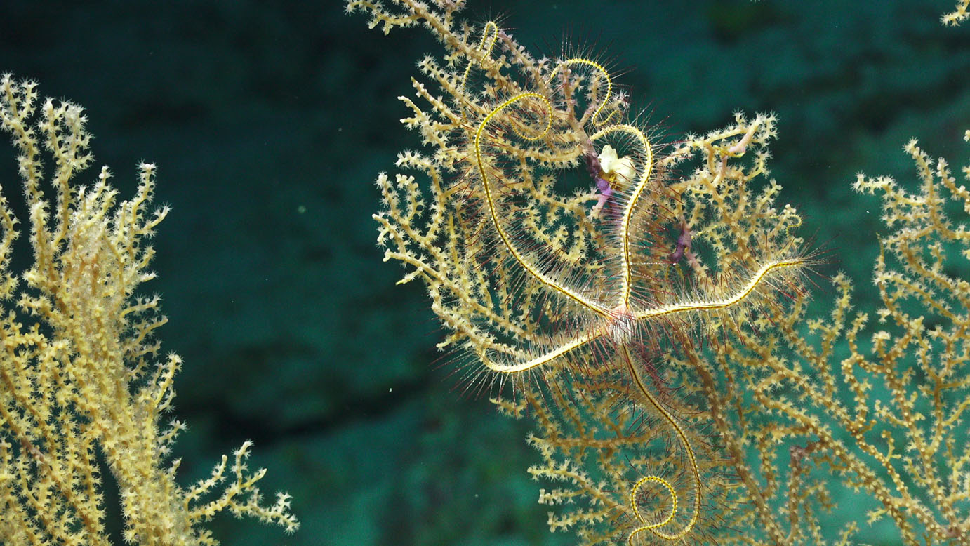 Visioning The Coral Sea - Schmidt Ocean Institute