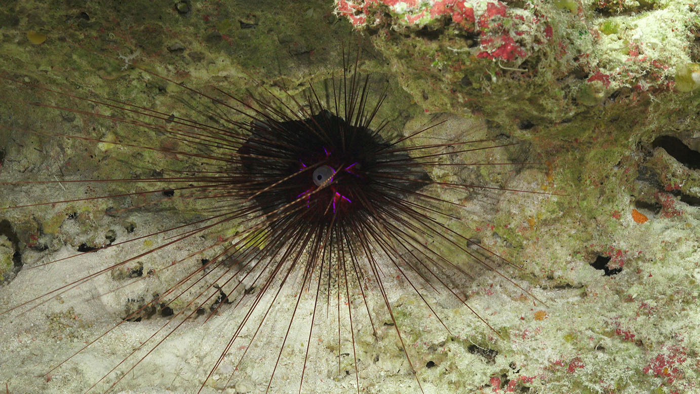 Visioning The Coral Sea - Schmidt Ocean Institute