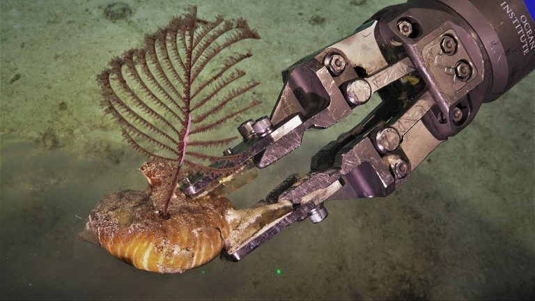 A Bite-Sized History of the Great Barrier Reef - Schmidt Ocean Institute