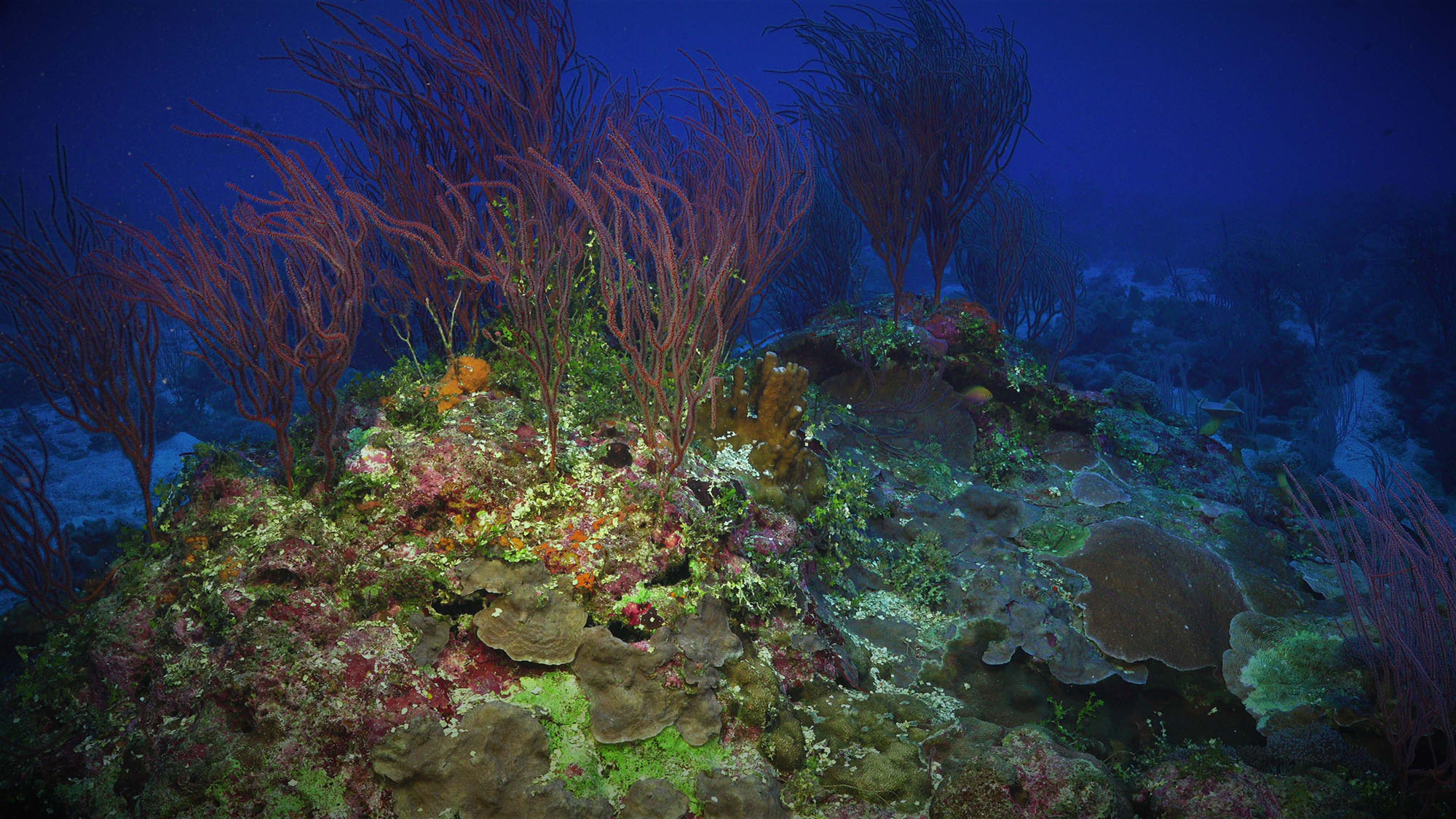 Seamounts, Canyons & Reefs of the Coral Sea - Schmidt Ocean Institute