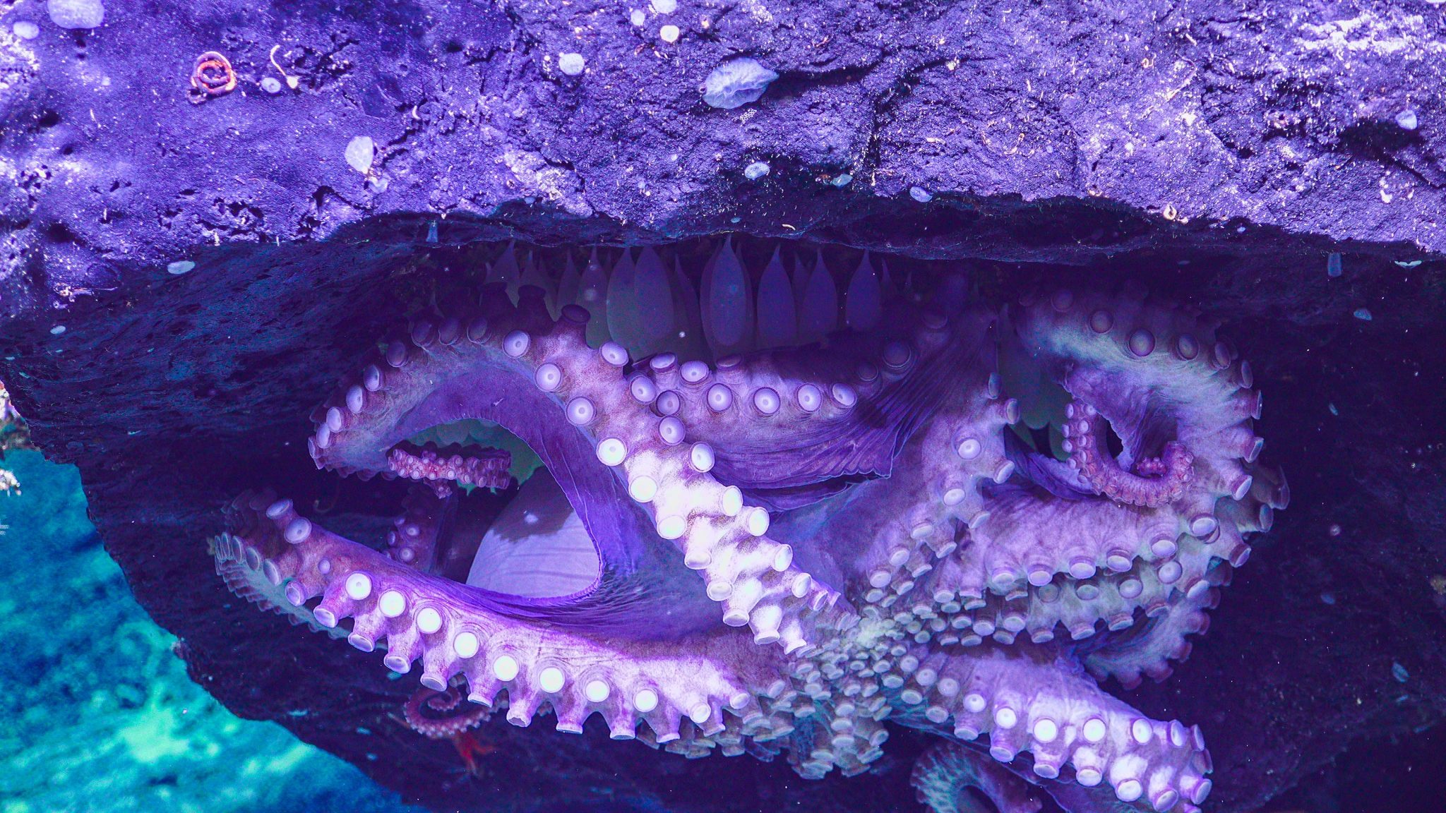 Chapter Too - Schmidt Ocean Institute