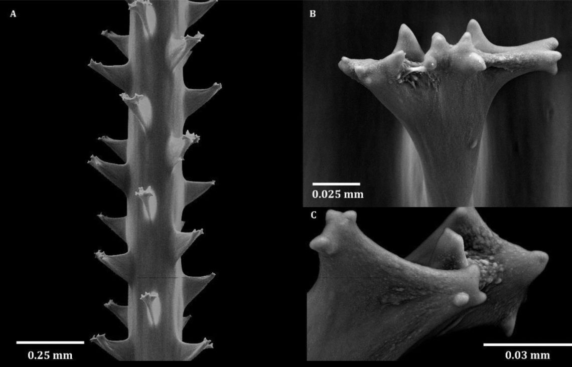 After We Sample - Schmidt Ocean Institute
