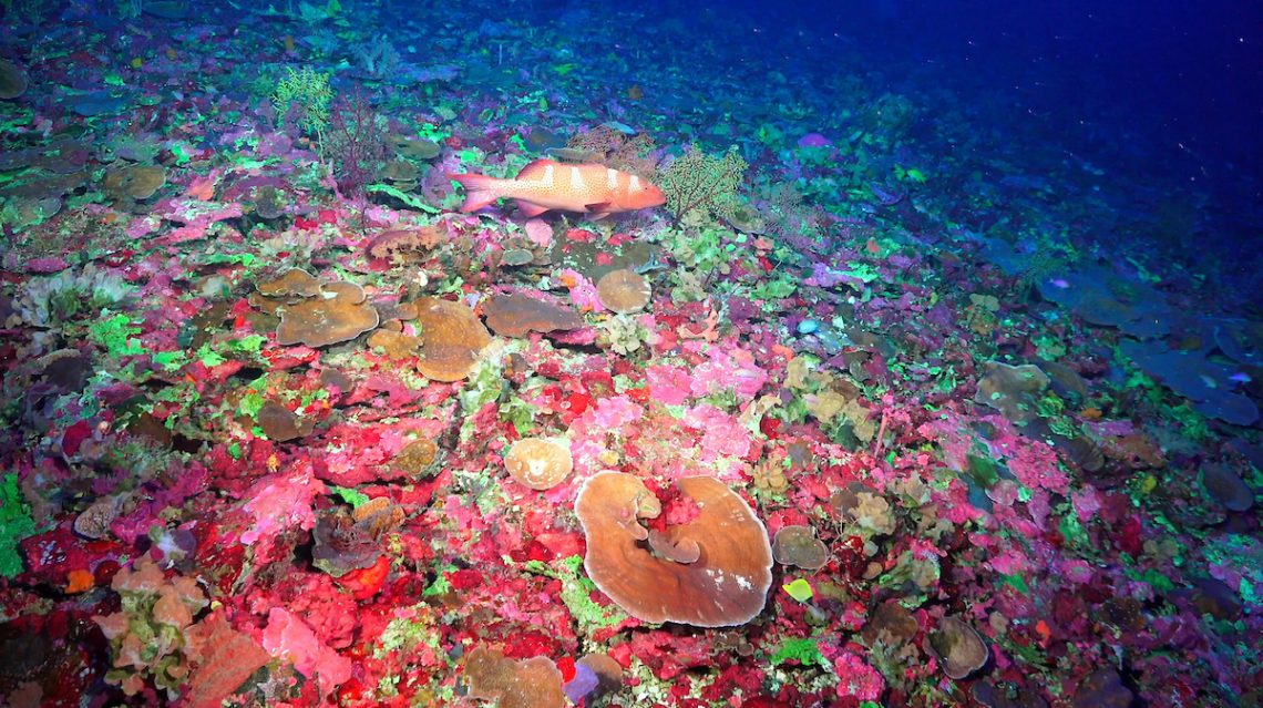Ocean Rising - Schmidt Ocean Institute
