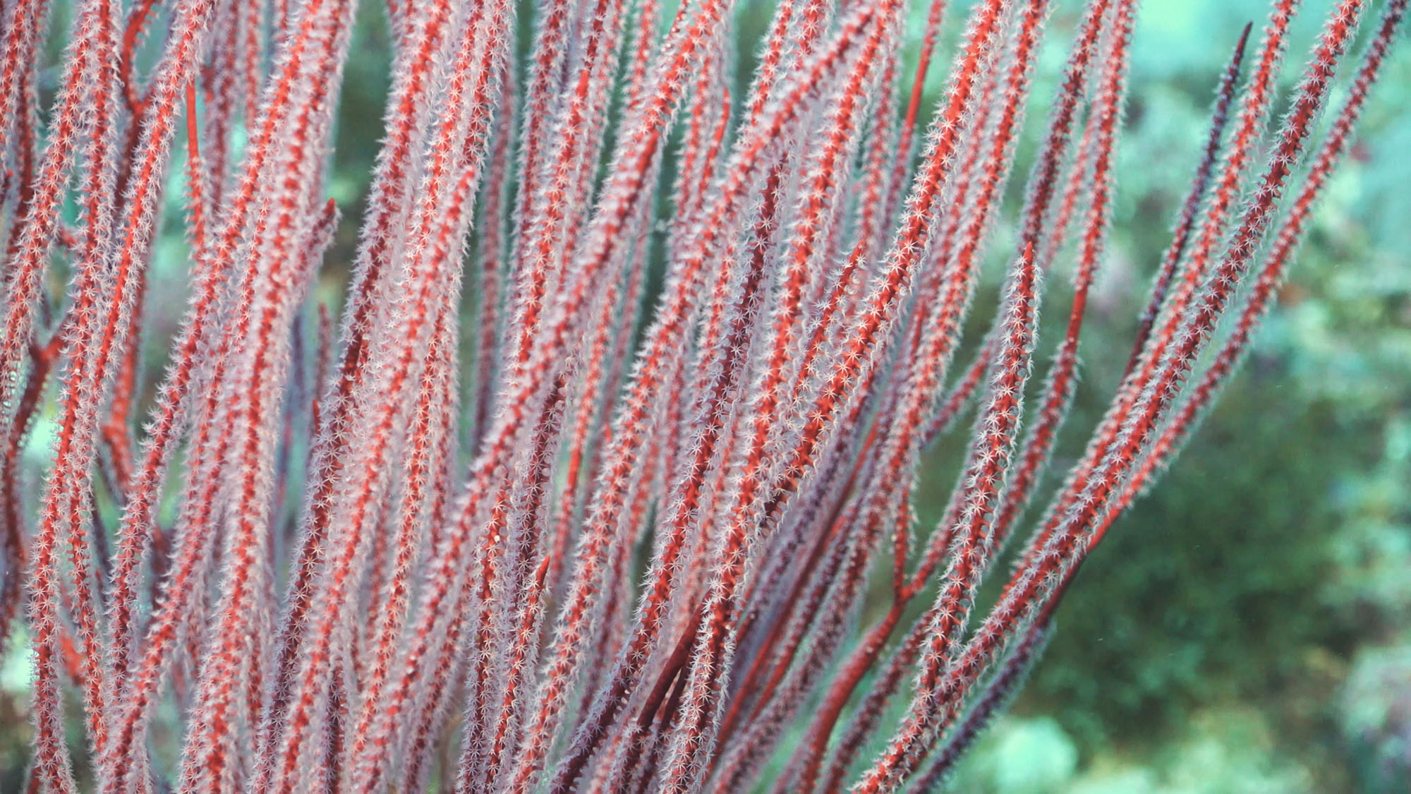 The Northern Depths of the Great Barrier Reef - Schmidt Ocean Institute