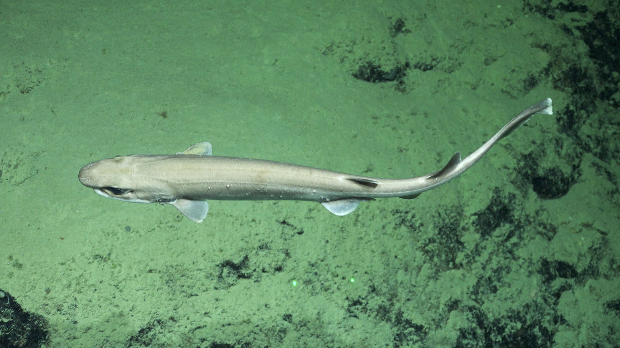 The Northern Depths of the Great Barrier Reef - Schmidt Ocean Institute