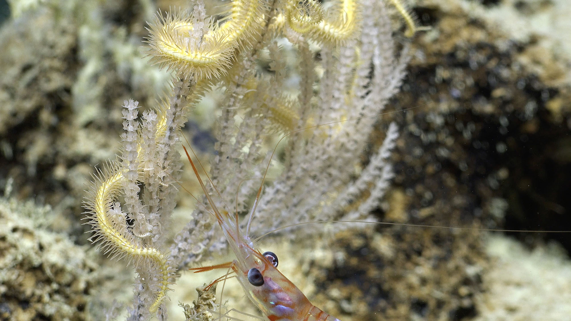The Northern Depths of the Great Barrier Reef - Schmidt Ocean Institute