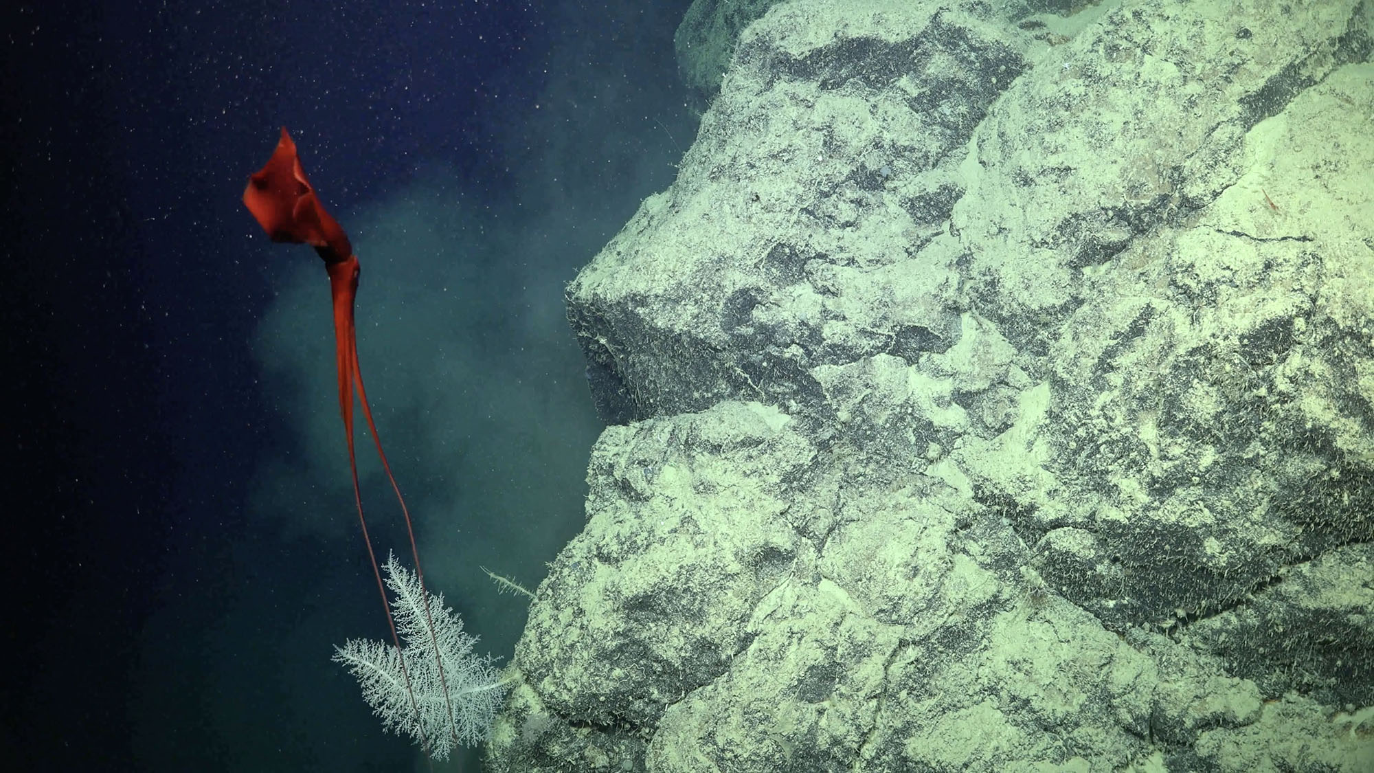 The Northern Depths of the Great Barrier Reef - Schmidt Ocean Institute