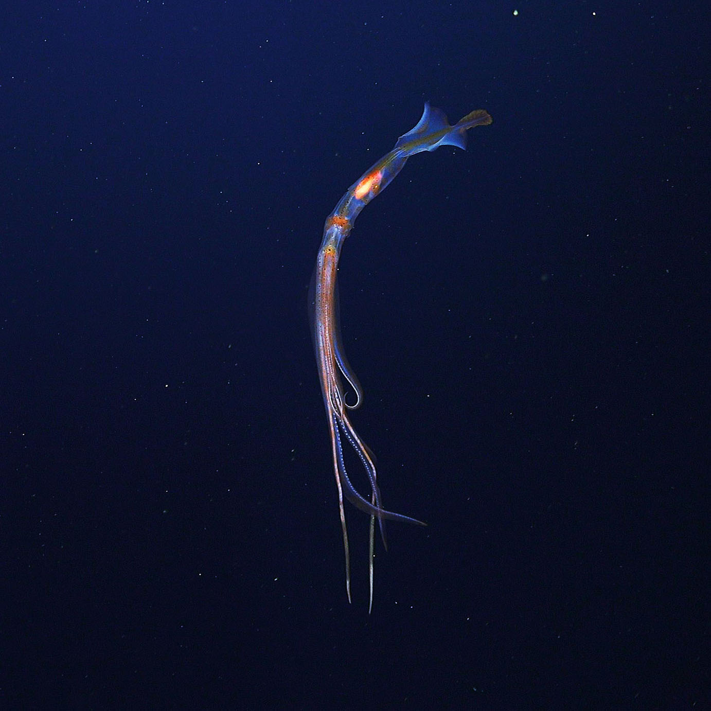 Visioning The Coral Sea - Schmidt Ocean Institute