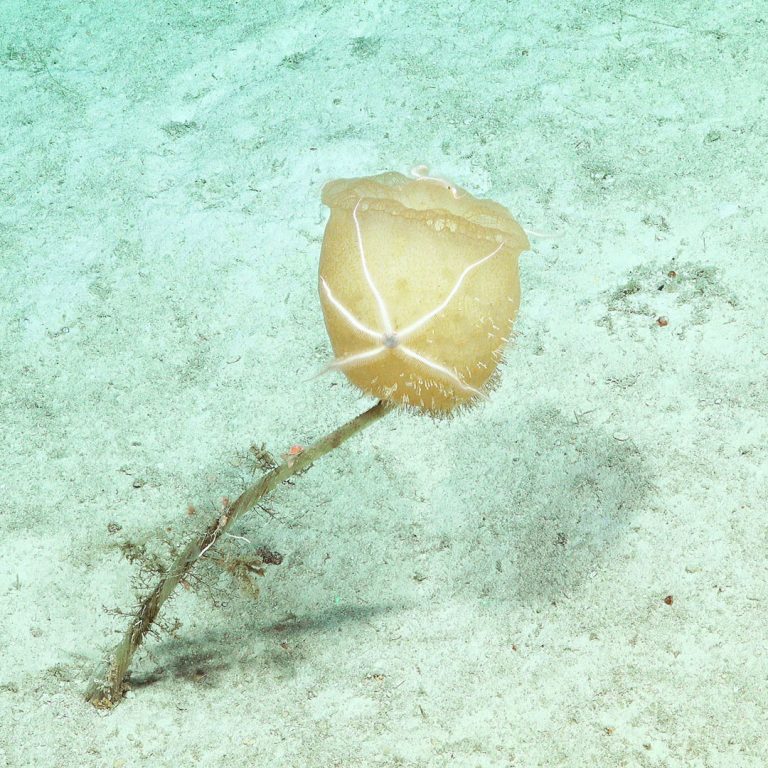 Searching for Carnivorous Sponges - Schmidt Ocean Institute