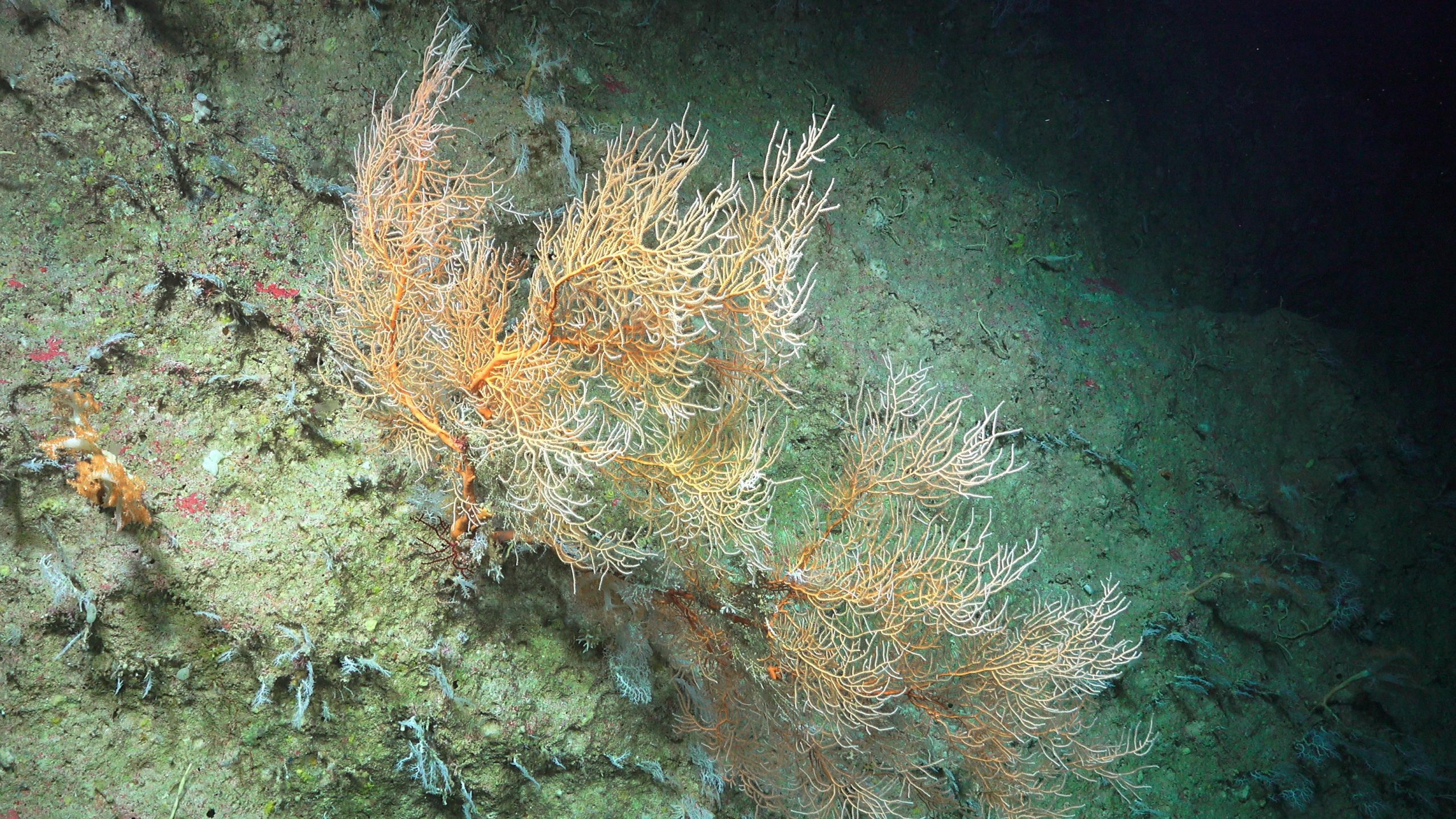 Visioning The Coral Sea - Schmidt Ocean Institute