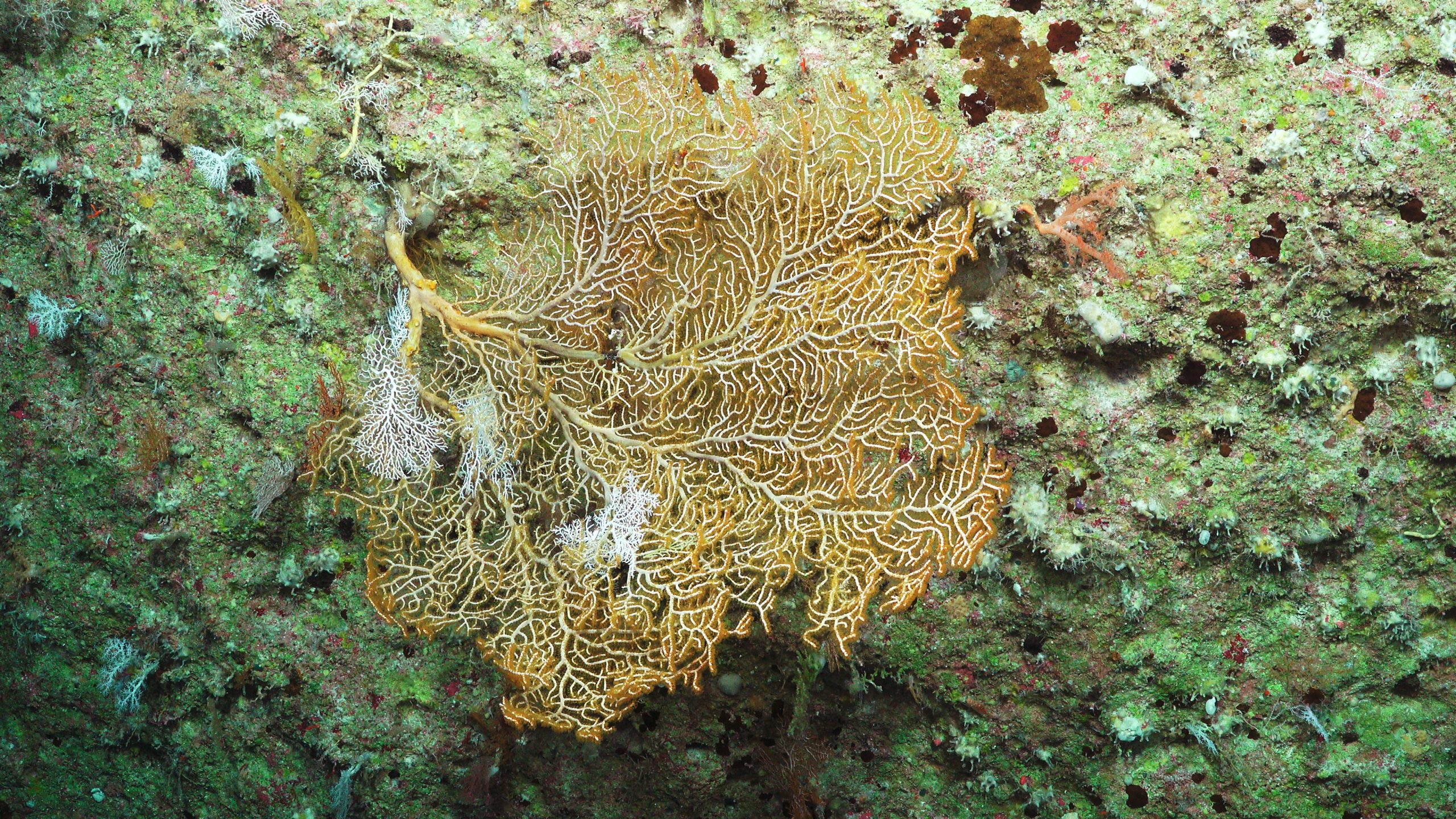 Visioning The Coral Sea - Schmidt Ocean Institute