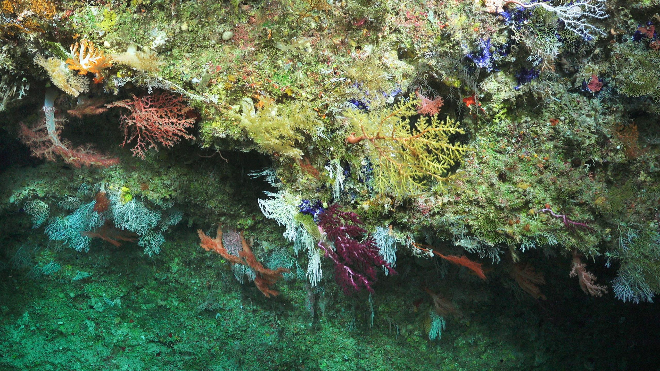 Visioning The Coral Sea - Schmidt Ocean Institute