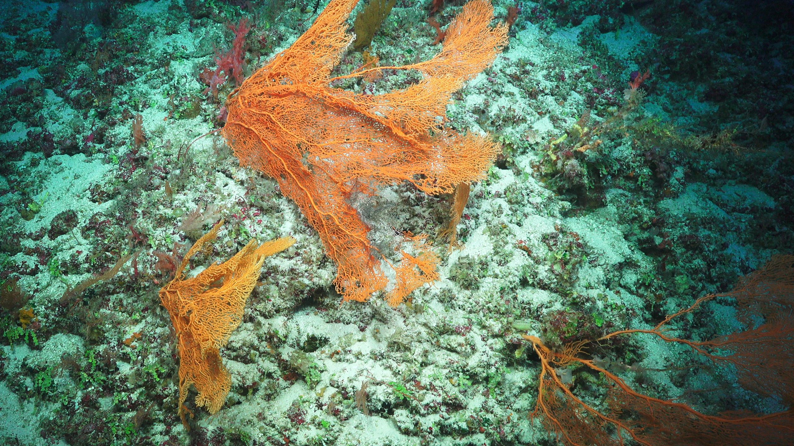 Visioning The Coral Sea - Schmidt Ocean Institute