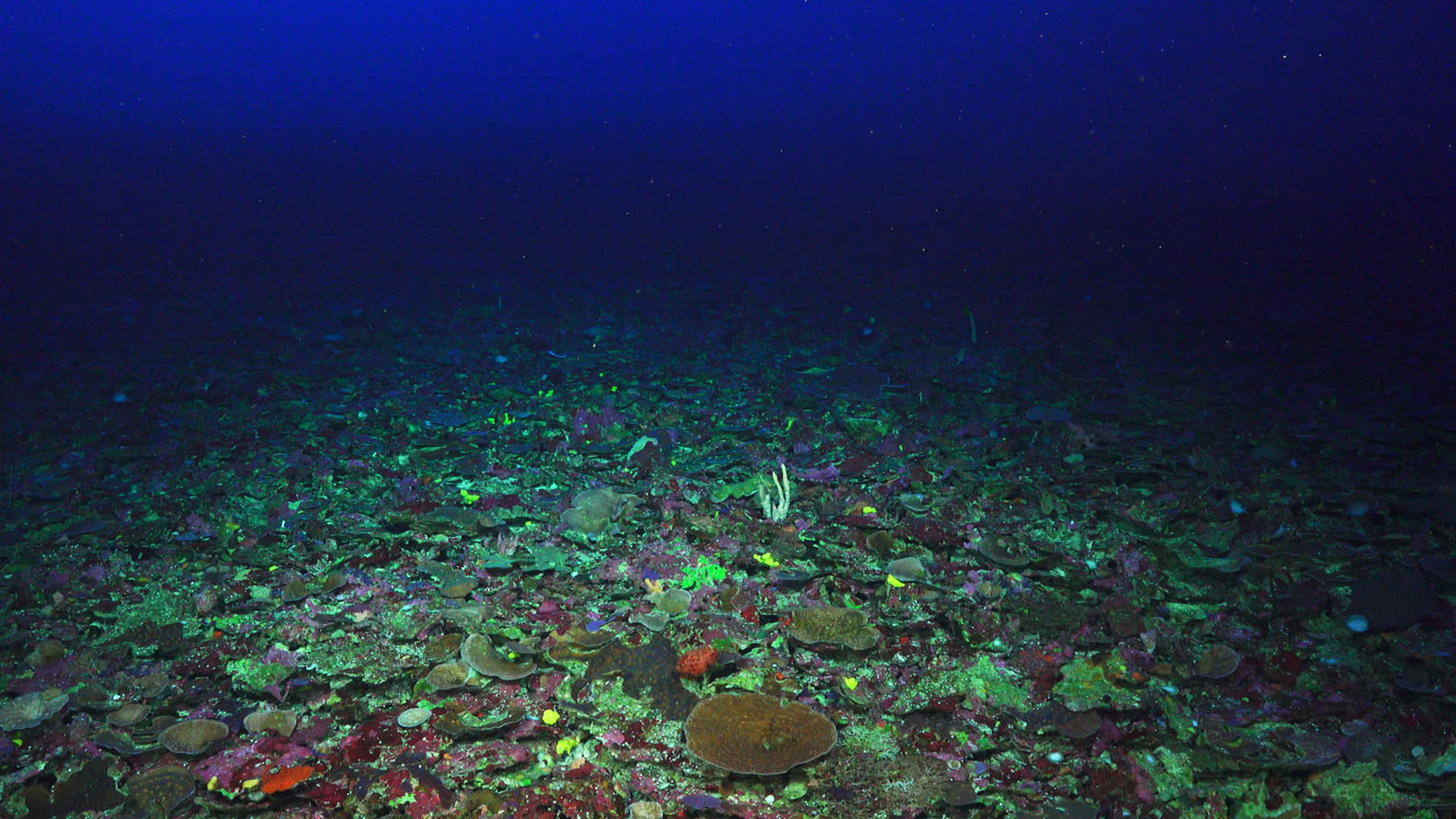 Exploring the Coral Sea ‘Twilight Zone’ - Schmidt Ocean Institute