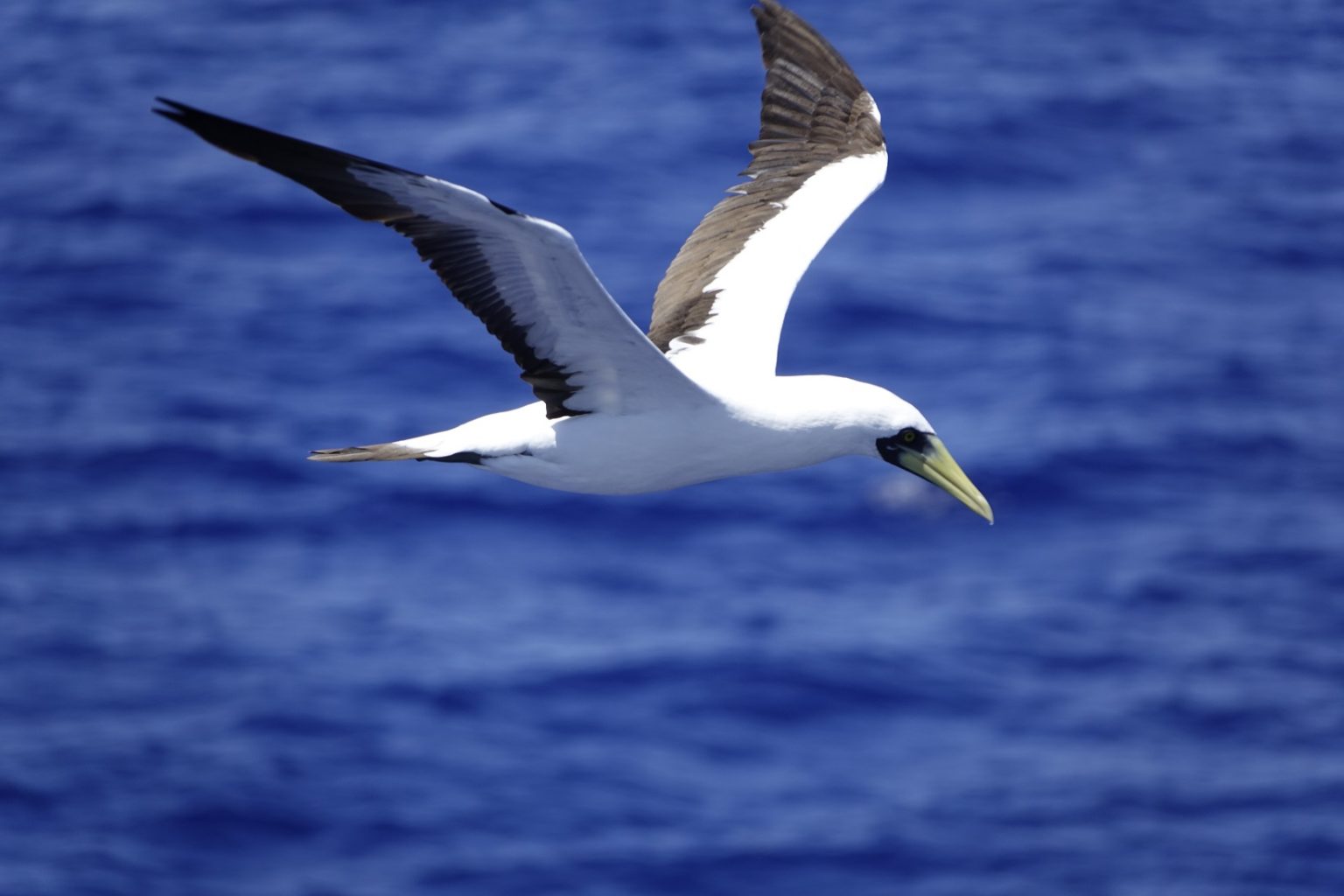 Do Birds of a Feather Sink or Swim? - Schmidt Ocean Institute