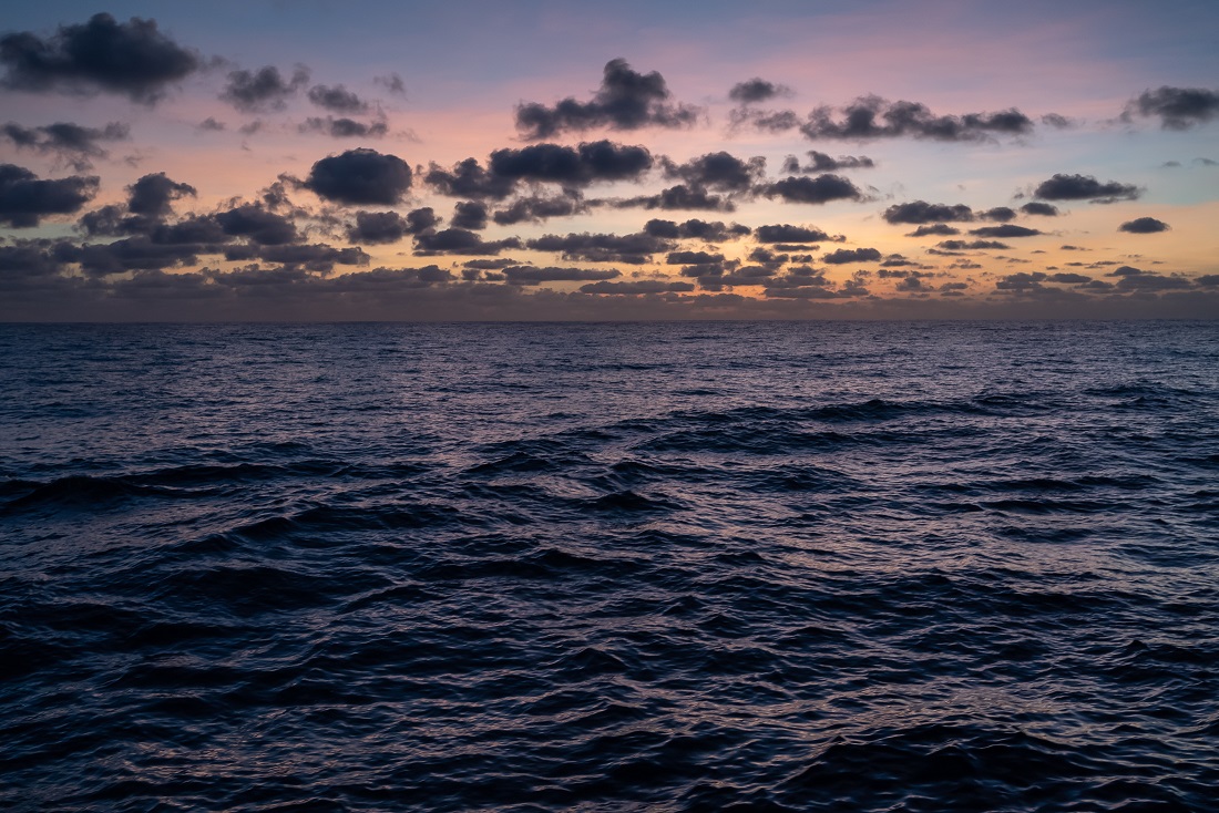 Forest to the Sea - Schmidt Ocean Institute