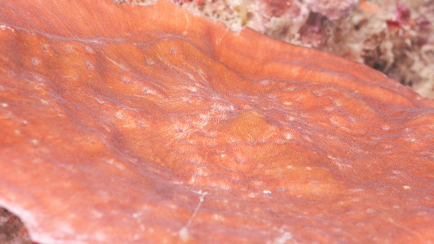 How do Corals Exist in Low-Light Environments? - Schmidt Ocean Institute