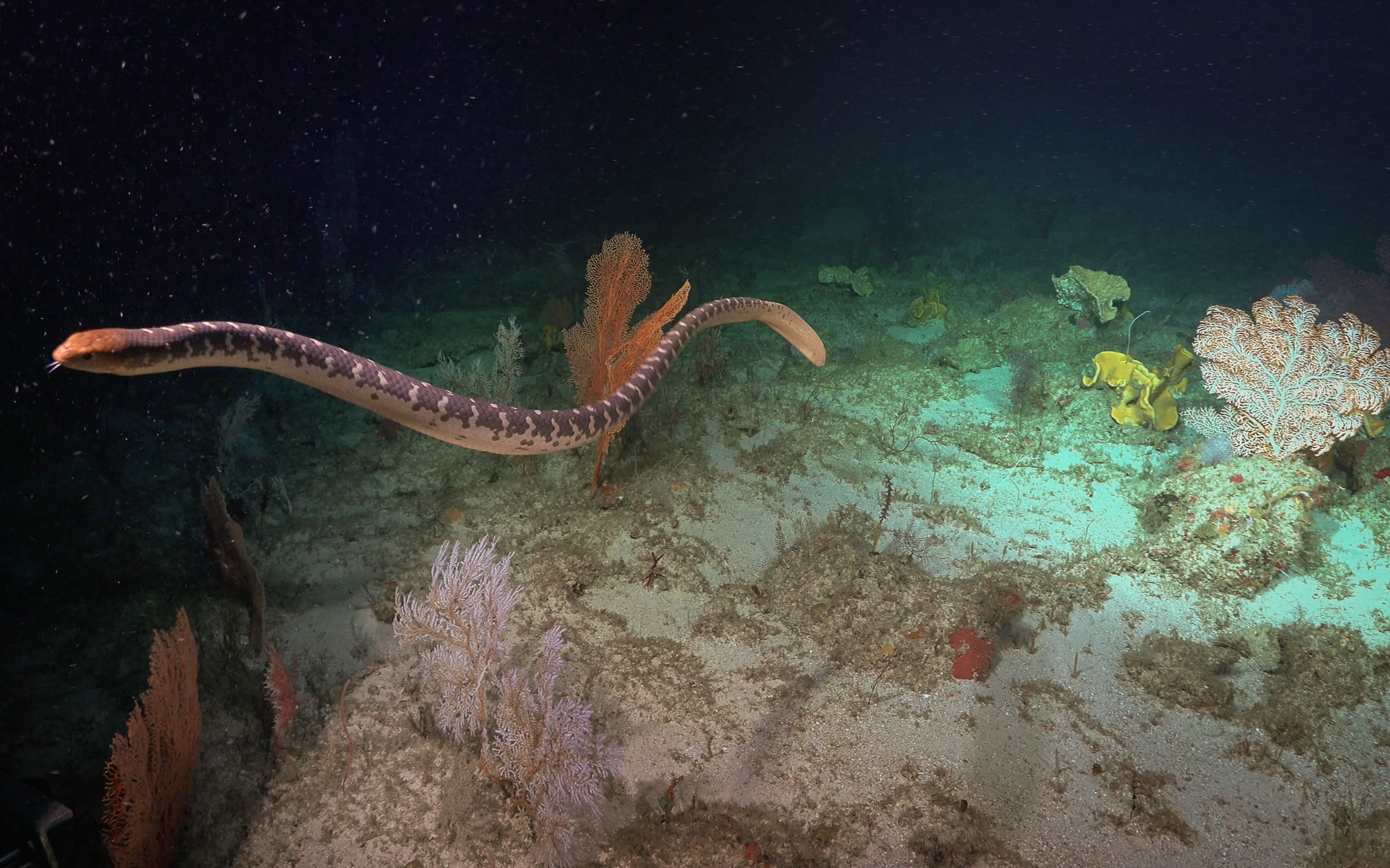 Science & Data Strides - Schmidt Ocean Institute