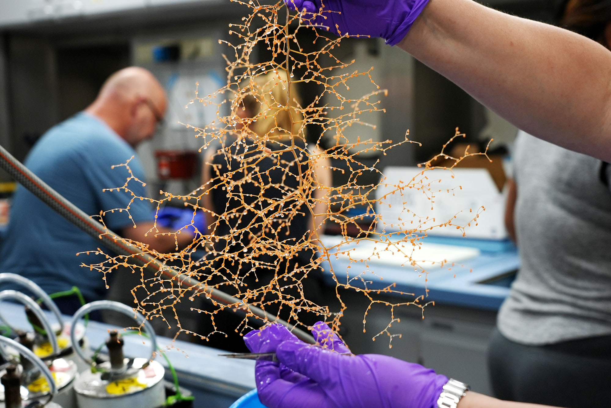 Discovering Deep-Sea Corals of the Phoenix Islands 2 - Schmidt Ocean ...