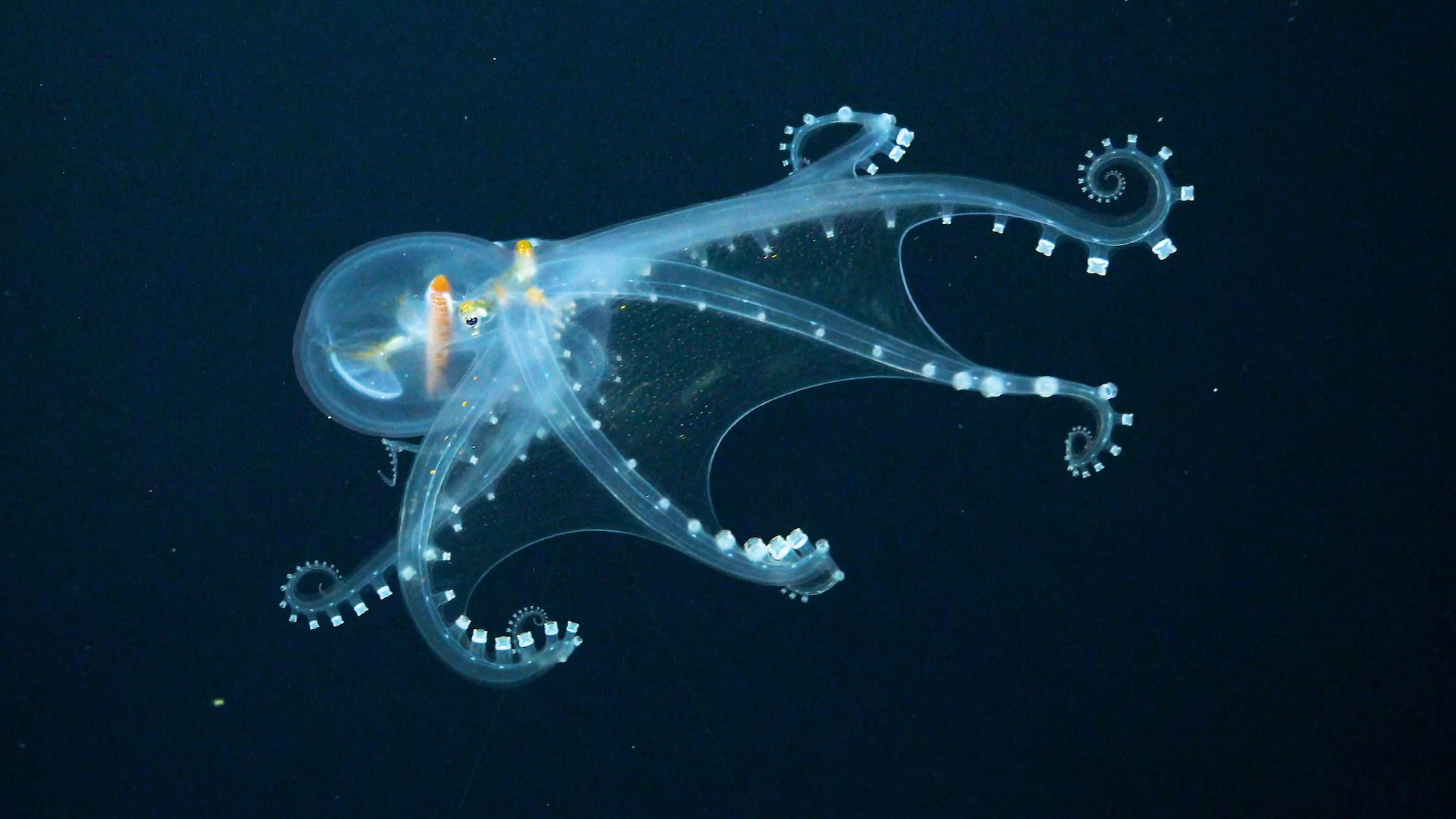 Falkor (too) Inaugural Expedition - Social Media - Schmidt Ocean Institute