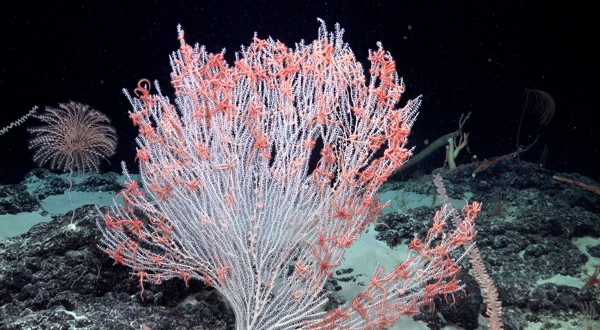 Illuminating Coral Environments from Shallow to Deep - Schmidt Ocean ...
