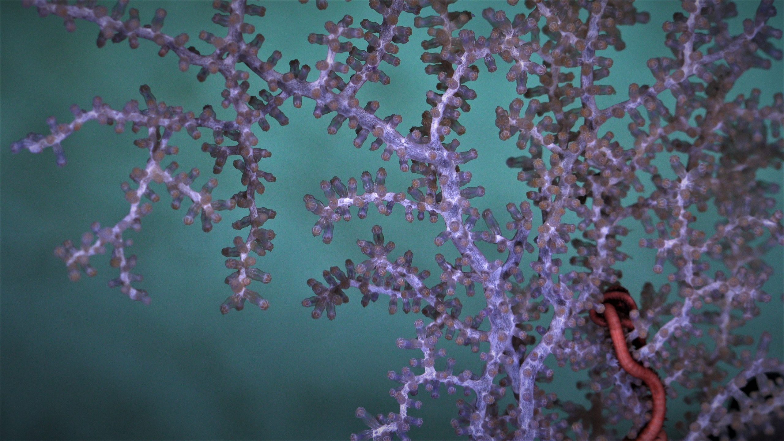 Seeing Through SuBastian's Eyes - Schmidt Ocean Institute